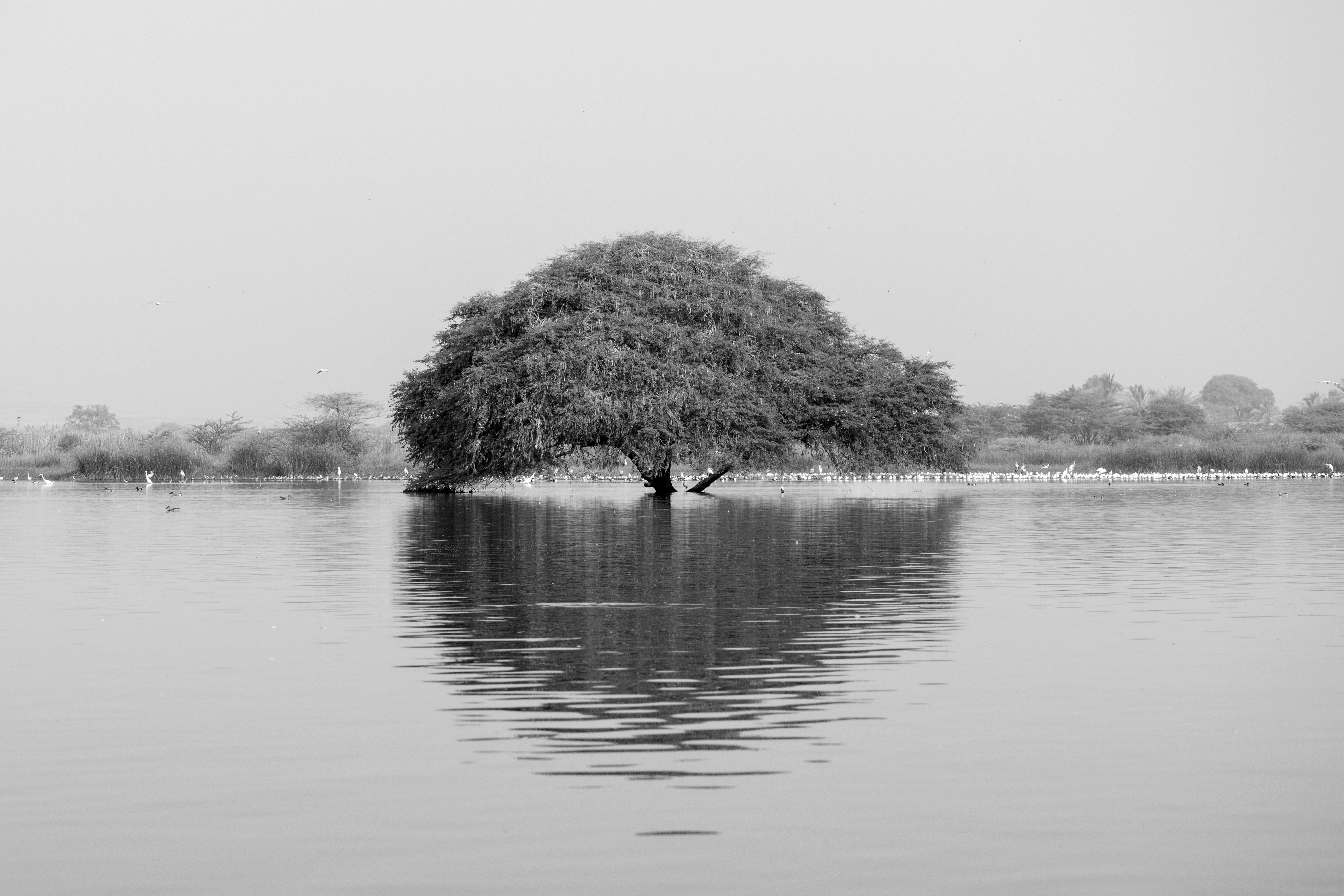 A minimalistic wallpaper background of a big tree in water on a bright ...
