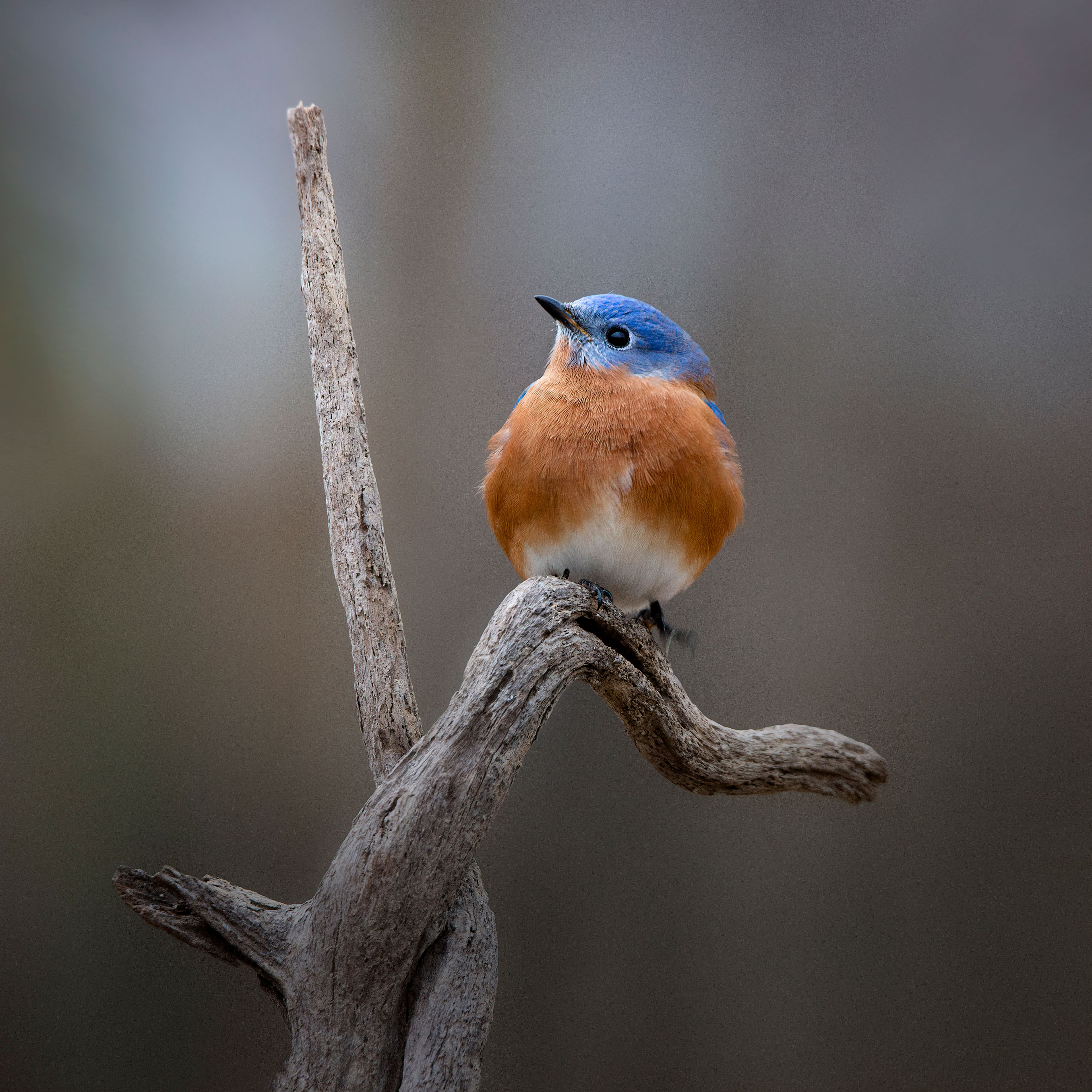 The Eastern Blue Bird And Robin Photos, Download The BEST Free The ...