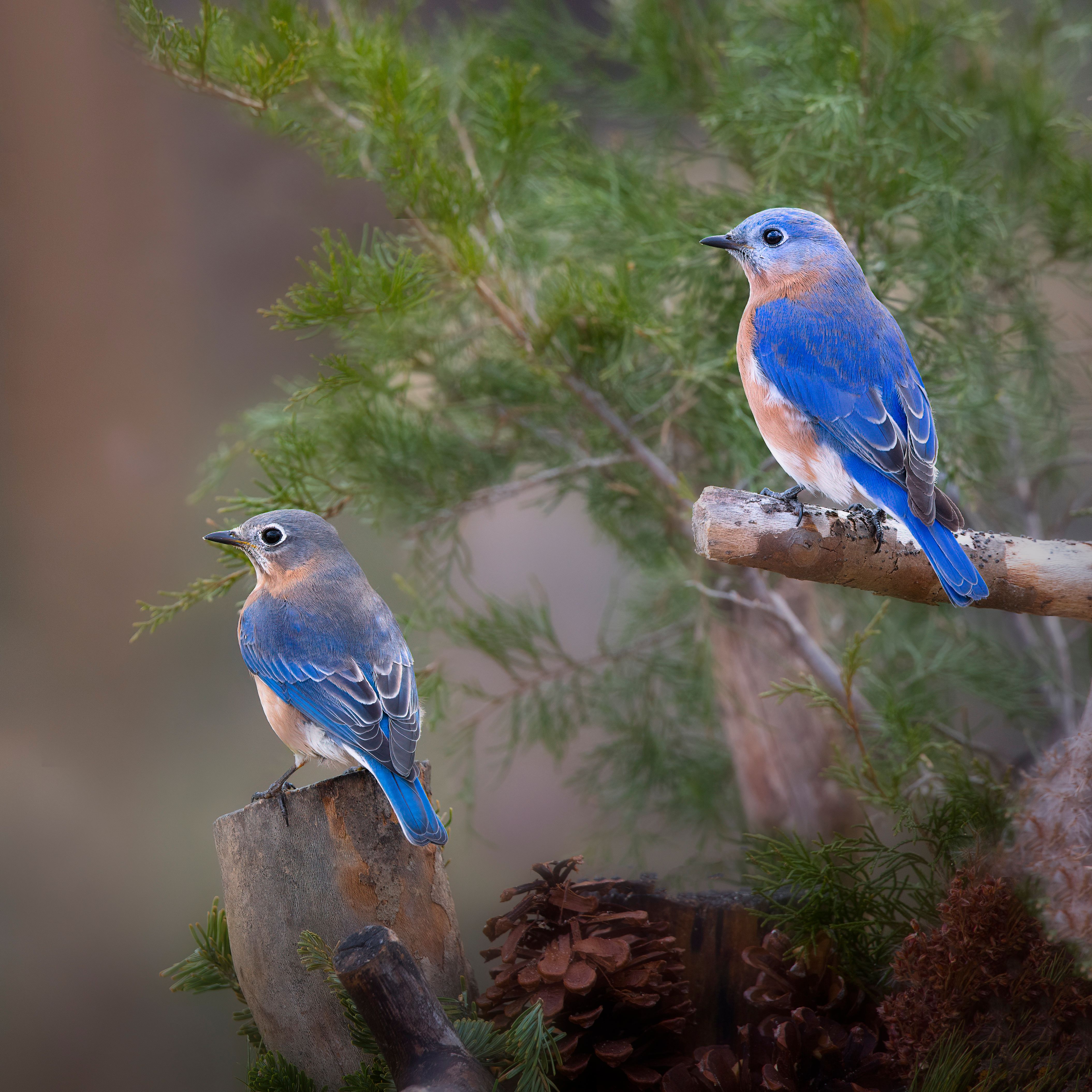 The Eastern Blue Bird And Robin Photos, Download The BEST Free The ...