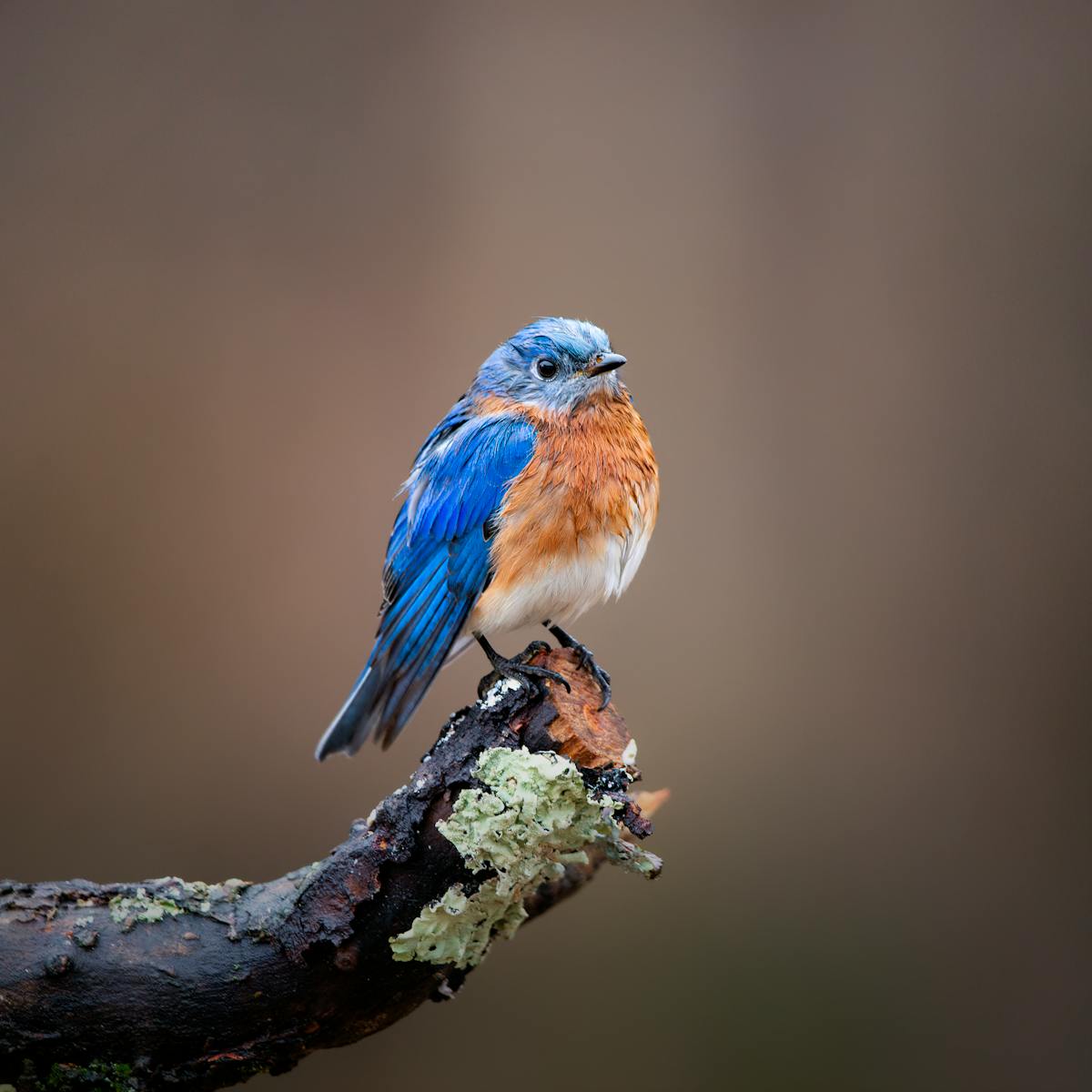Blue Wren Photos, Download The BEST Free Blue Wren Stock Photos & HD Images