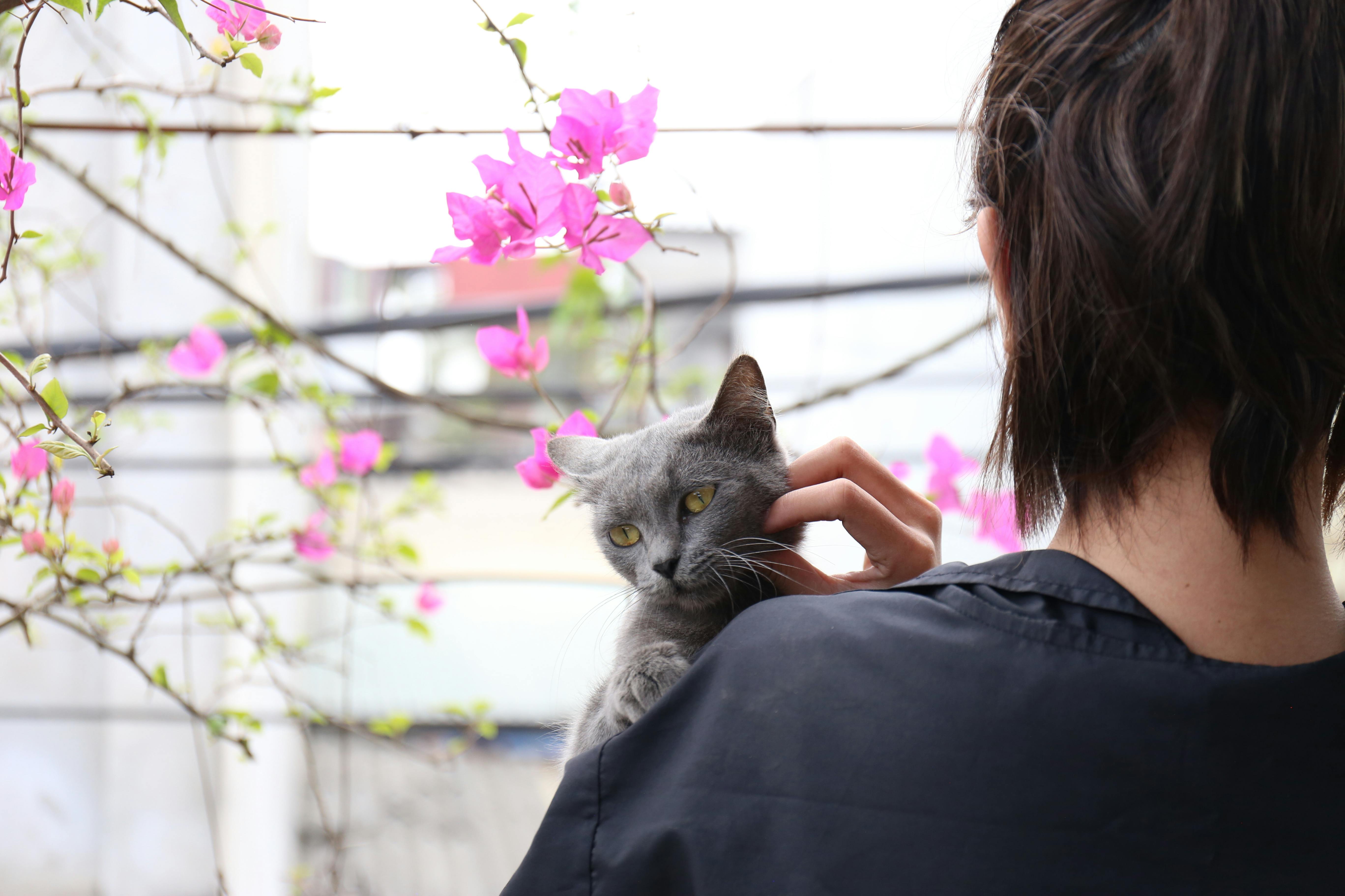 Woman Patting Cat · Free Stock Photo