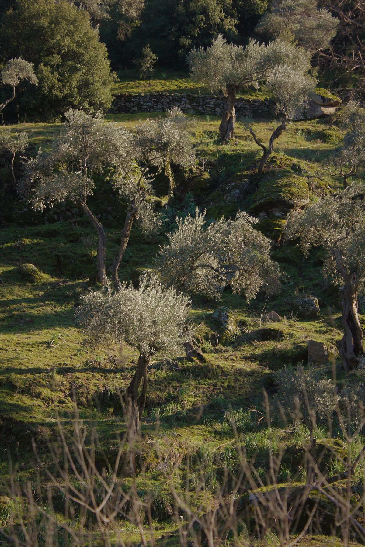 Olive Trees Photos, Download The BEST Free Olive Trees Stock Photos ...