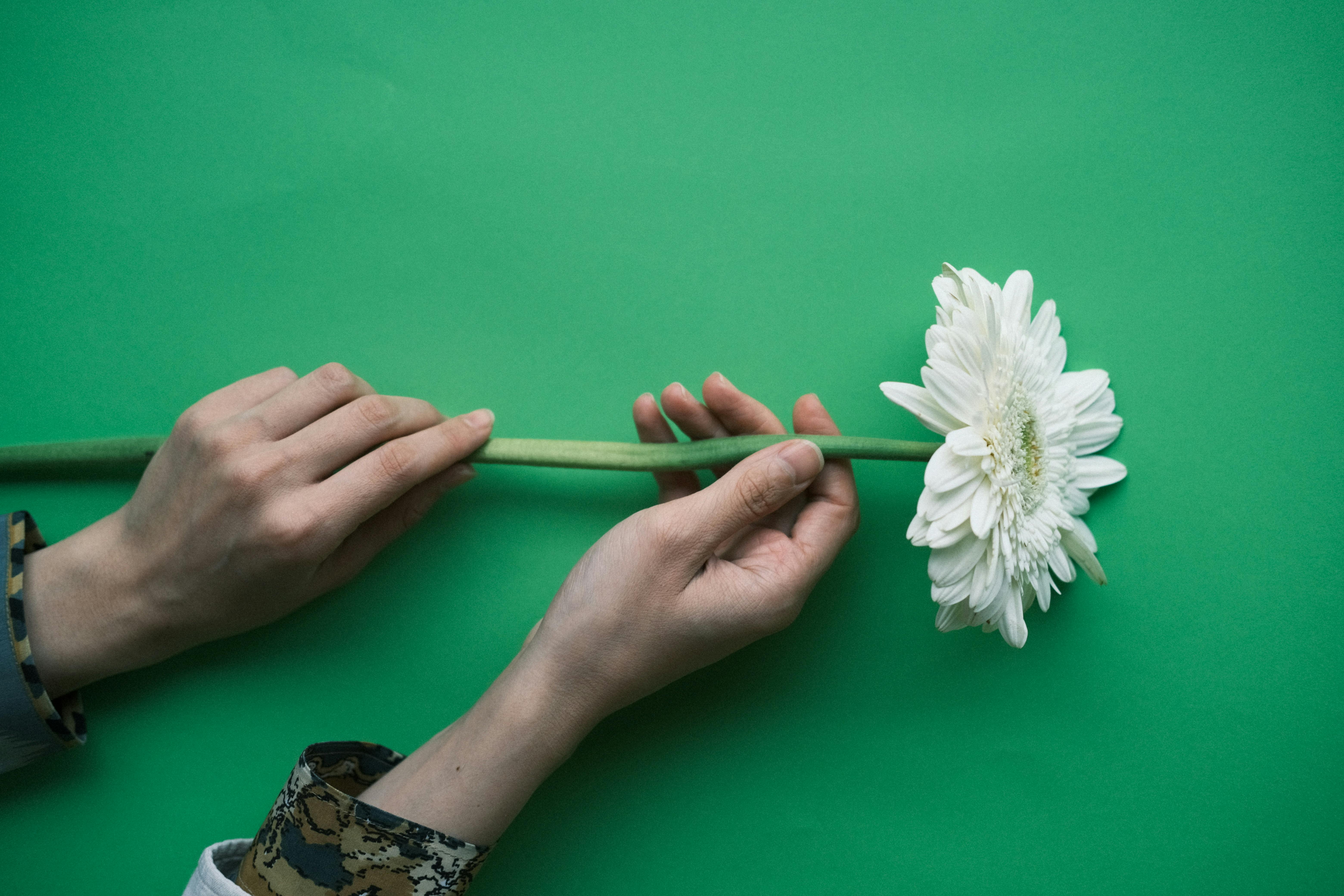 Hands Holding a Flower · Free Stock Photo