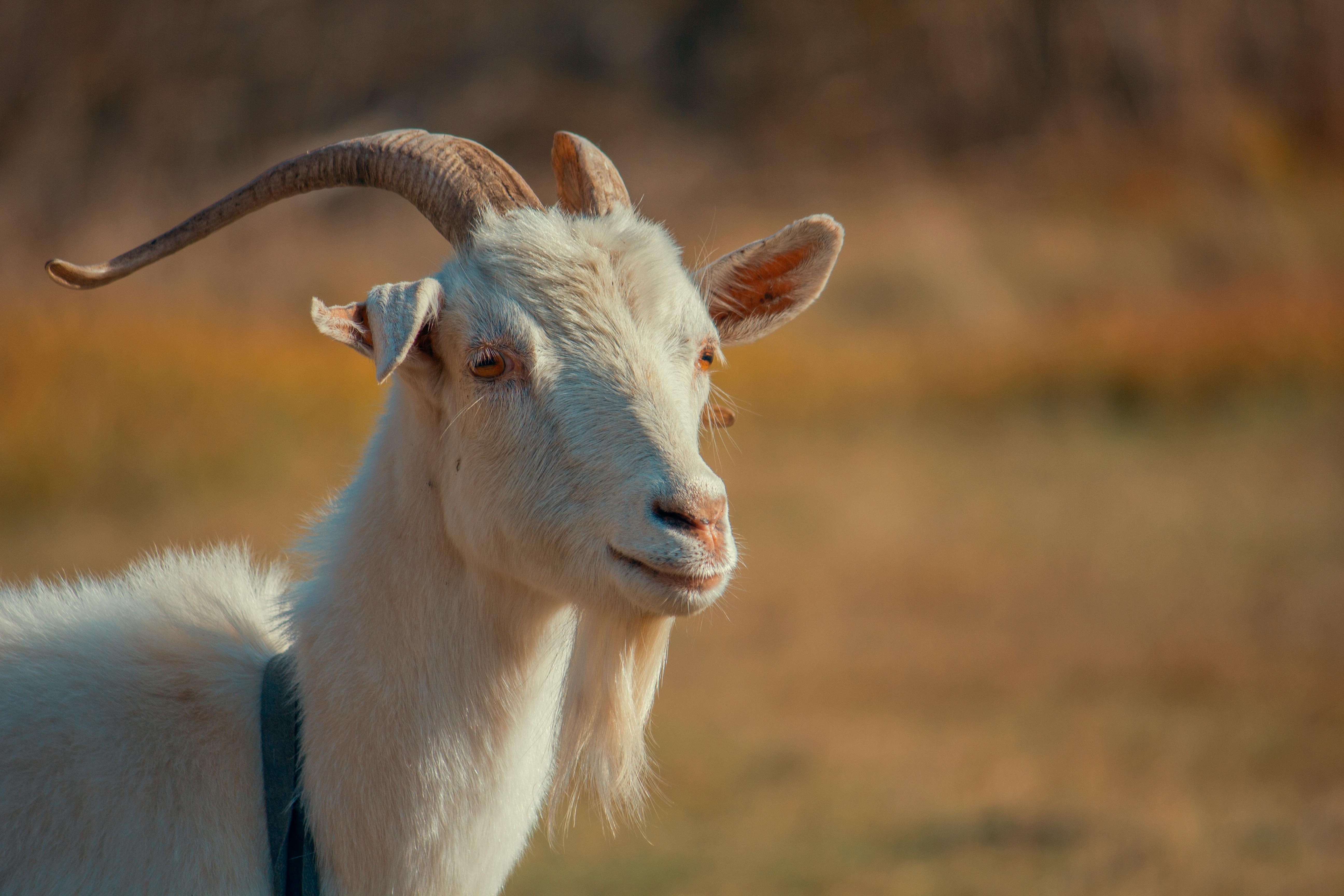 Free stock photo of animal, dry, goat