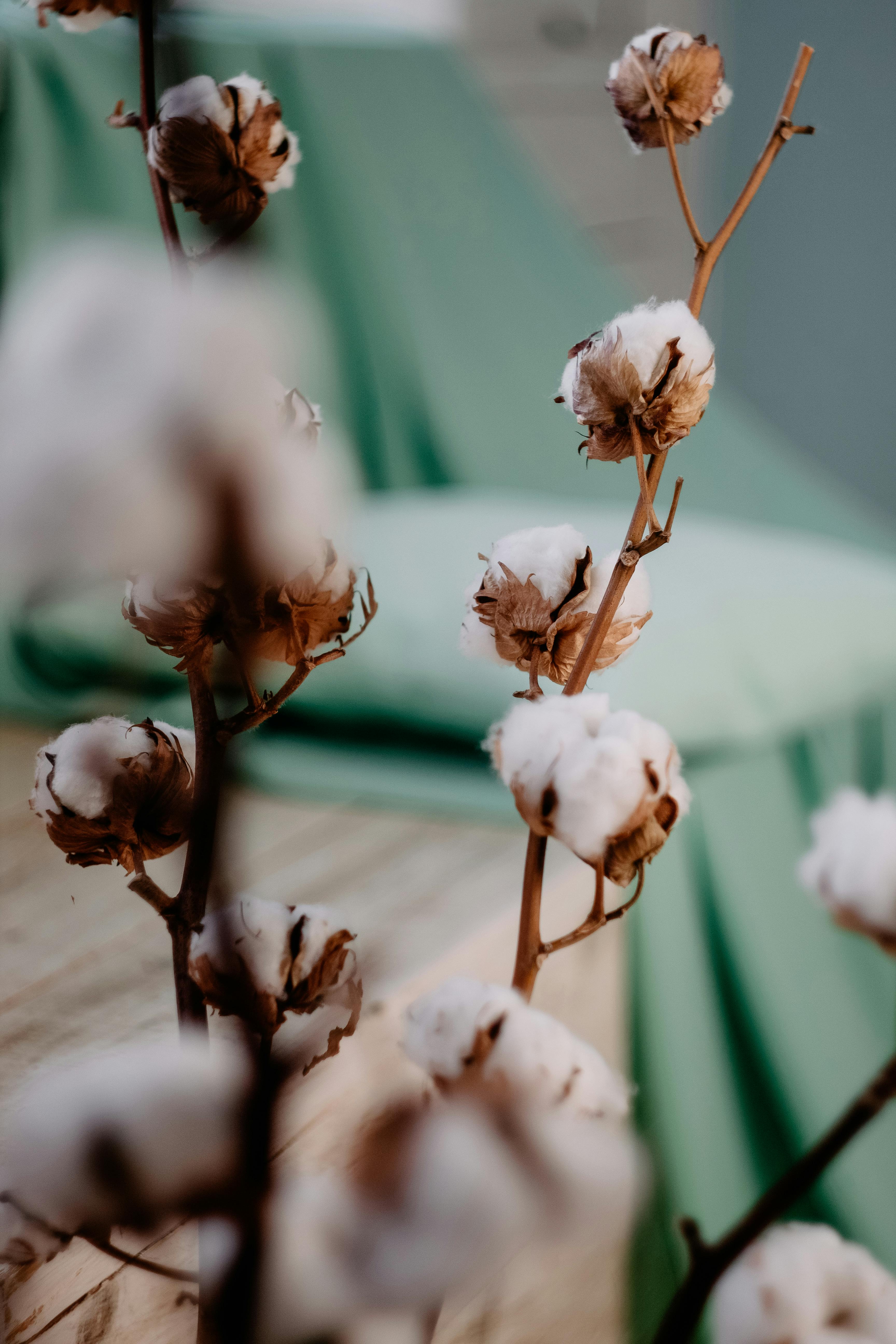 Close-up of Cotton Flower in Home Interior · Free Stock Photo