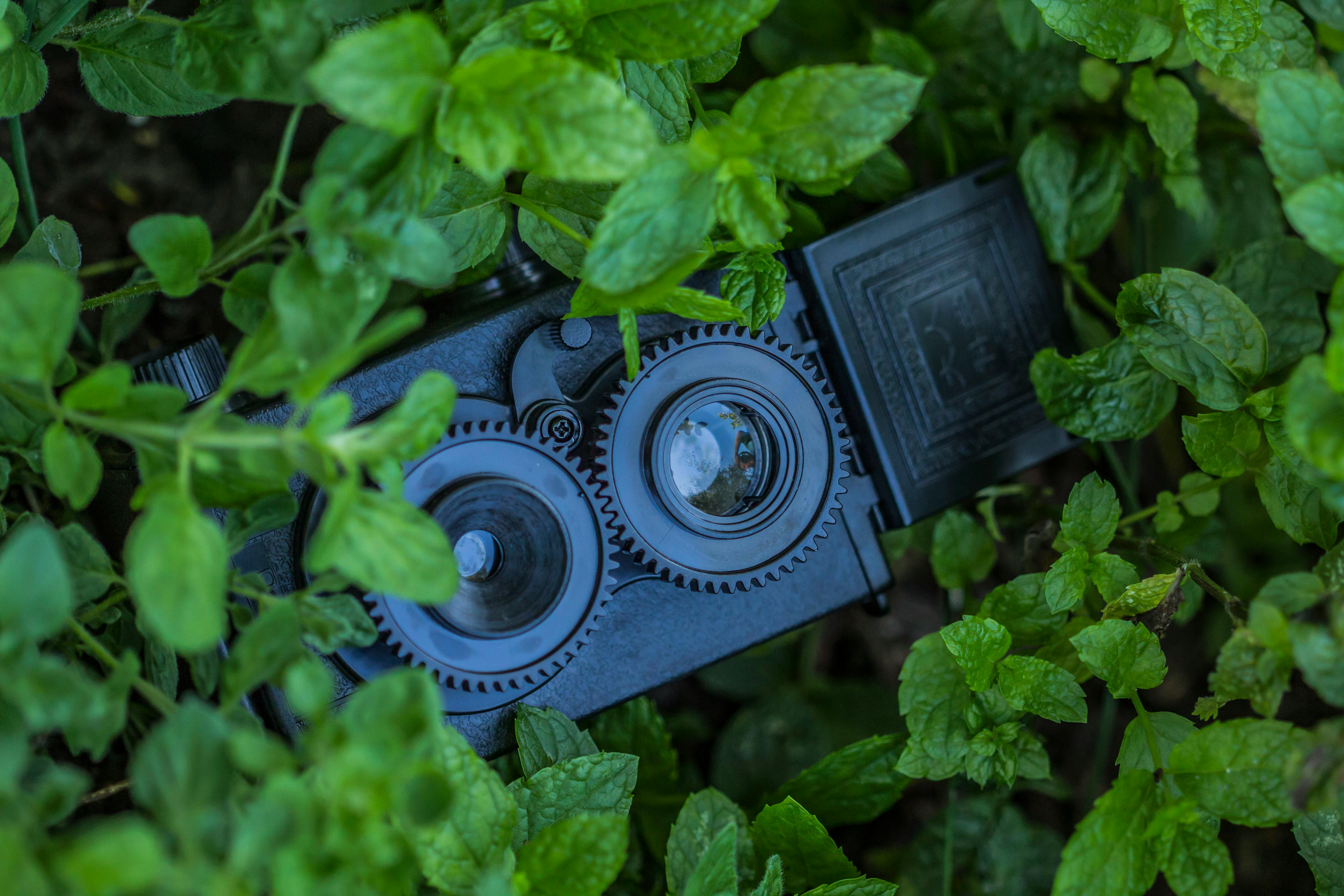 Security Camera Hidden Behind Plants · Free Stock Photo