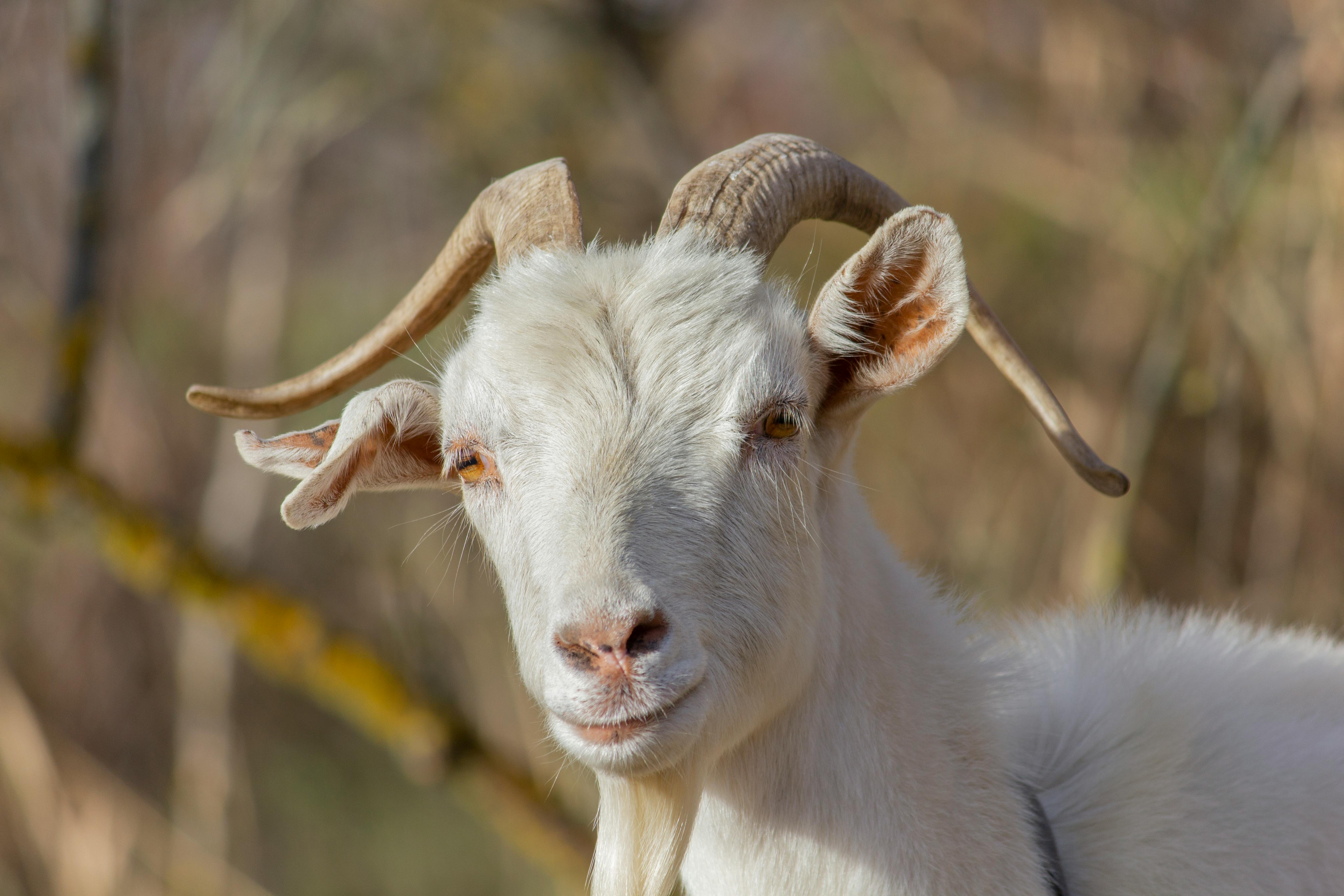 Free stock photo of animal, dry, goat