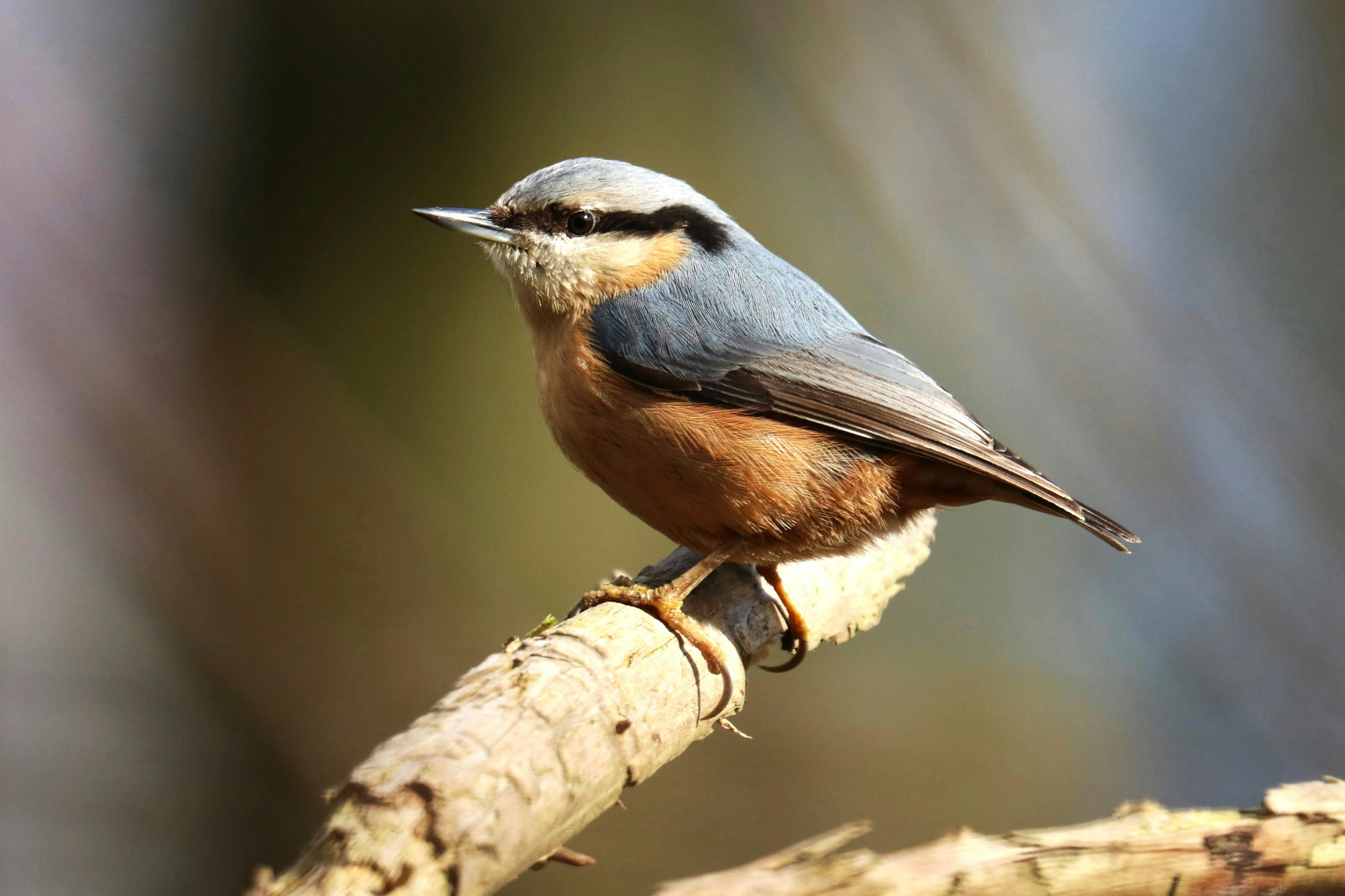Close-up of a Nuthatch · Free Stock Photo