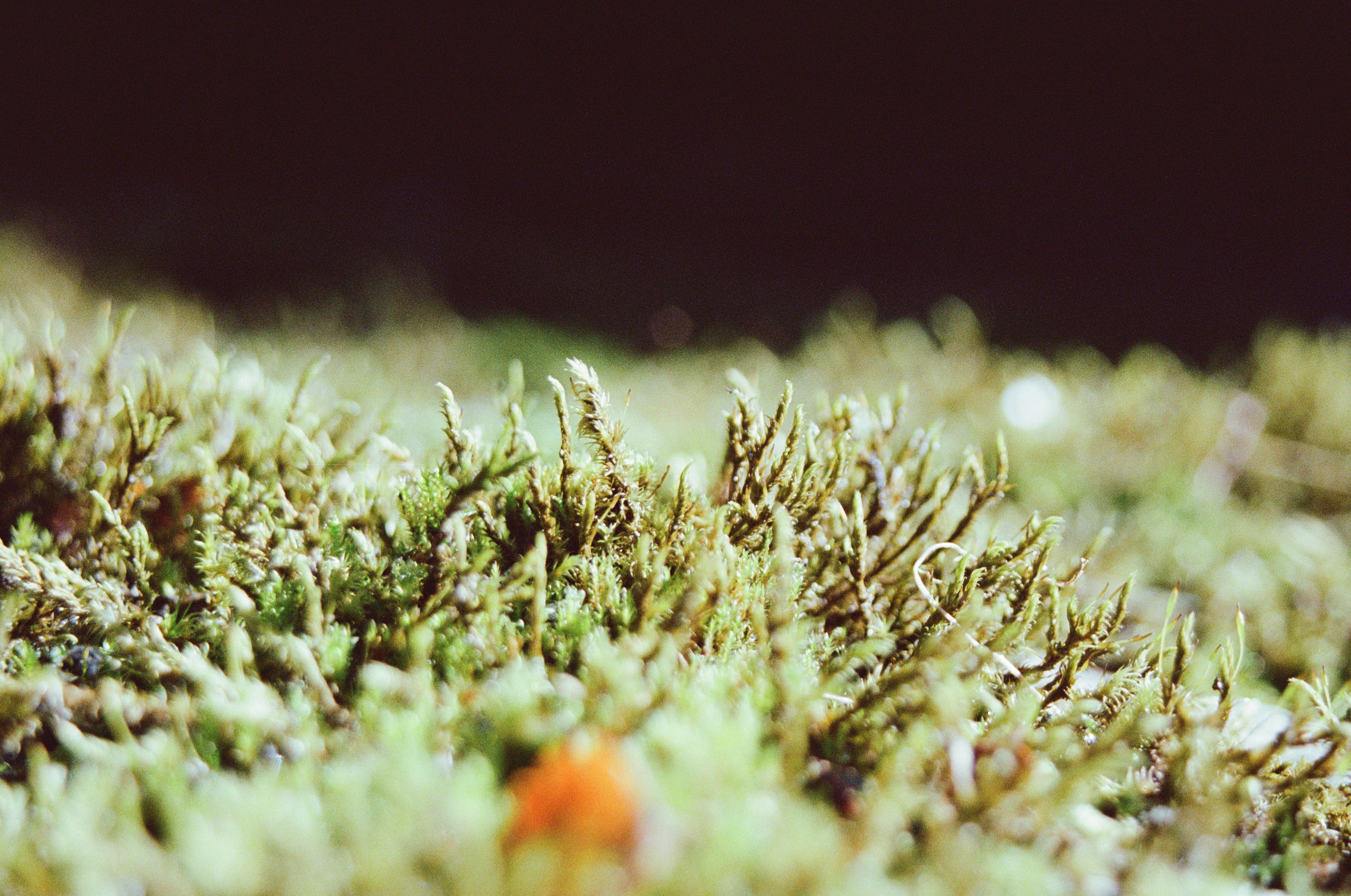 Close-up of Moss · Free Stock Photo