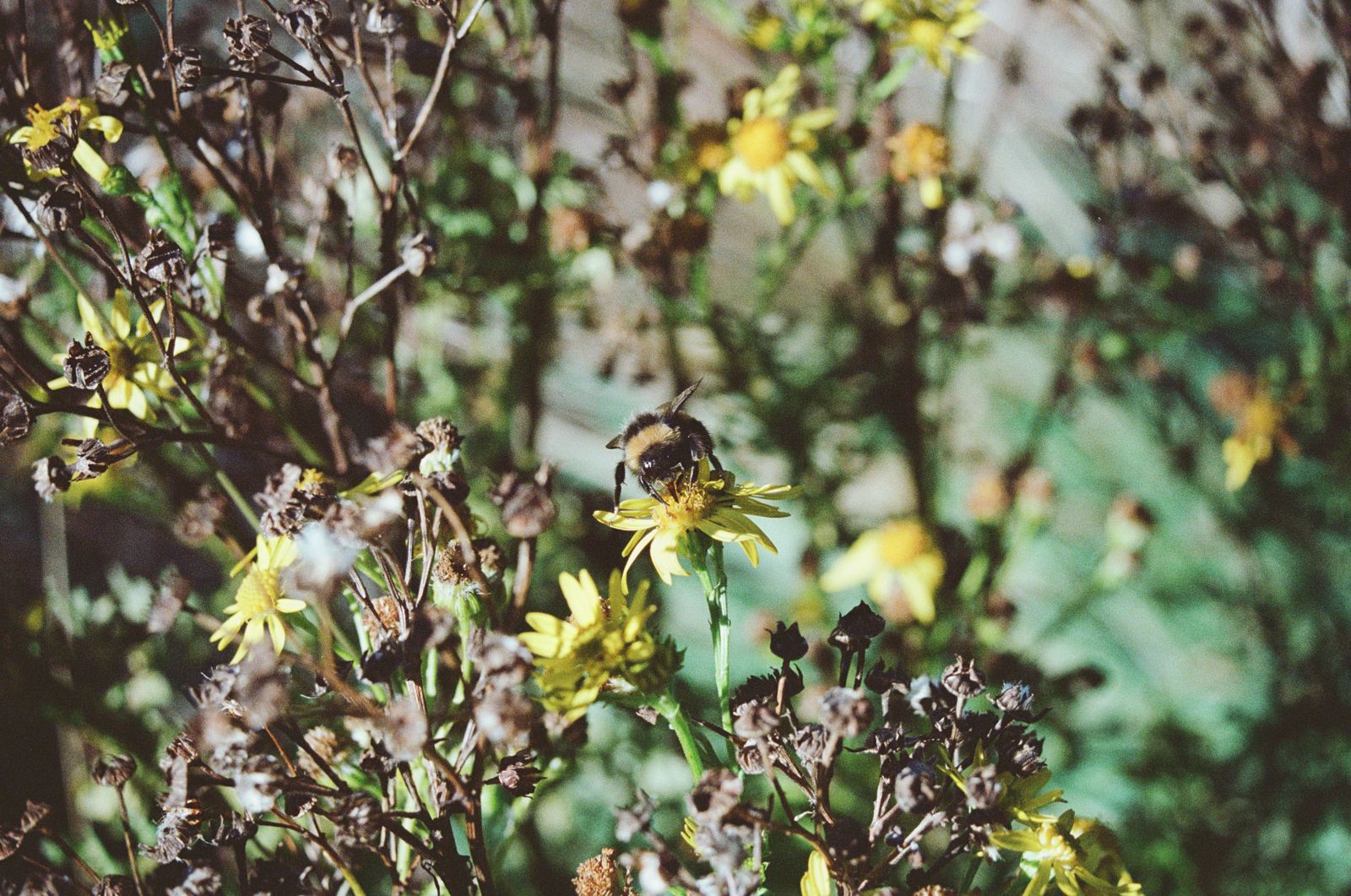 Busy Bee Photos, Download The BEST Free Busy Bee Stock Photos & HD Images