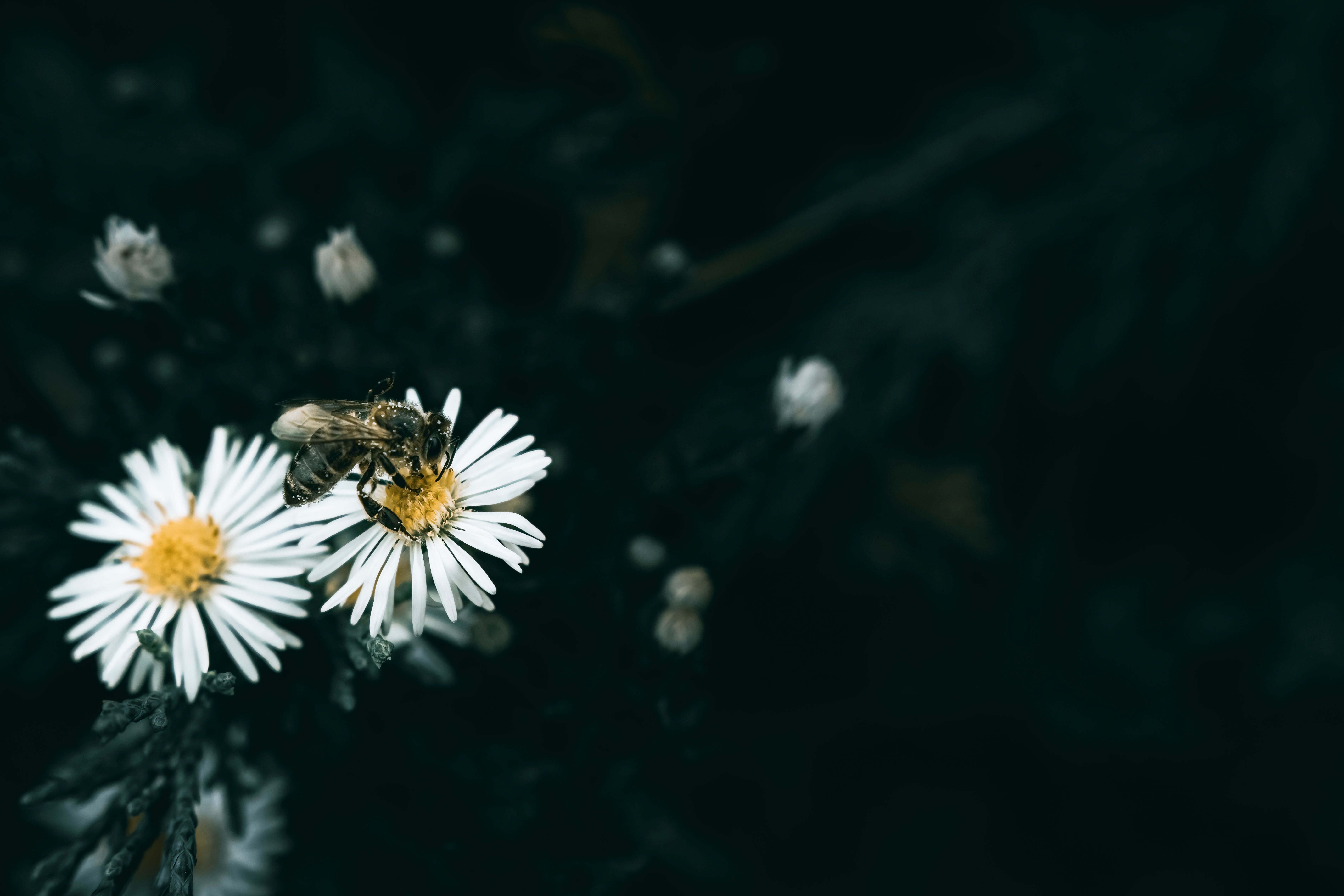 Nectar Zuigen Photos, Download The BEST Free Nectar Zuigen Stock Photos ...
