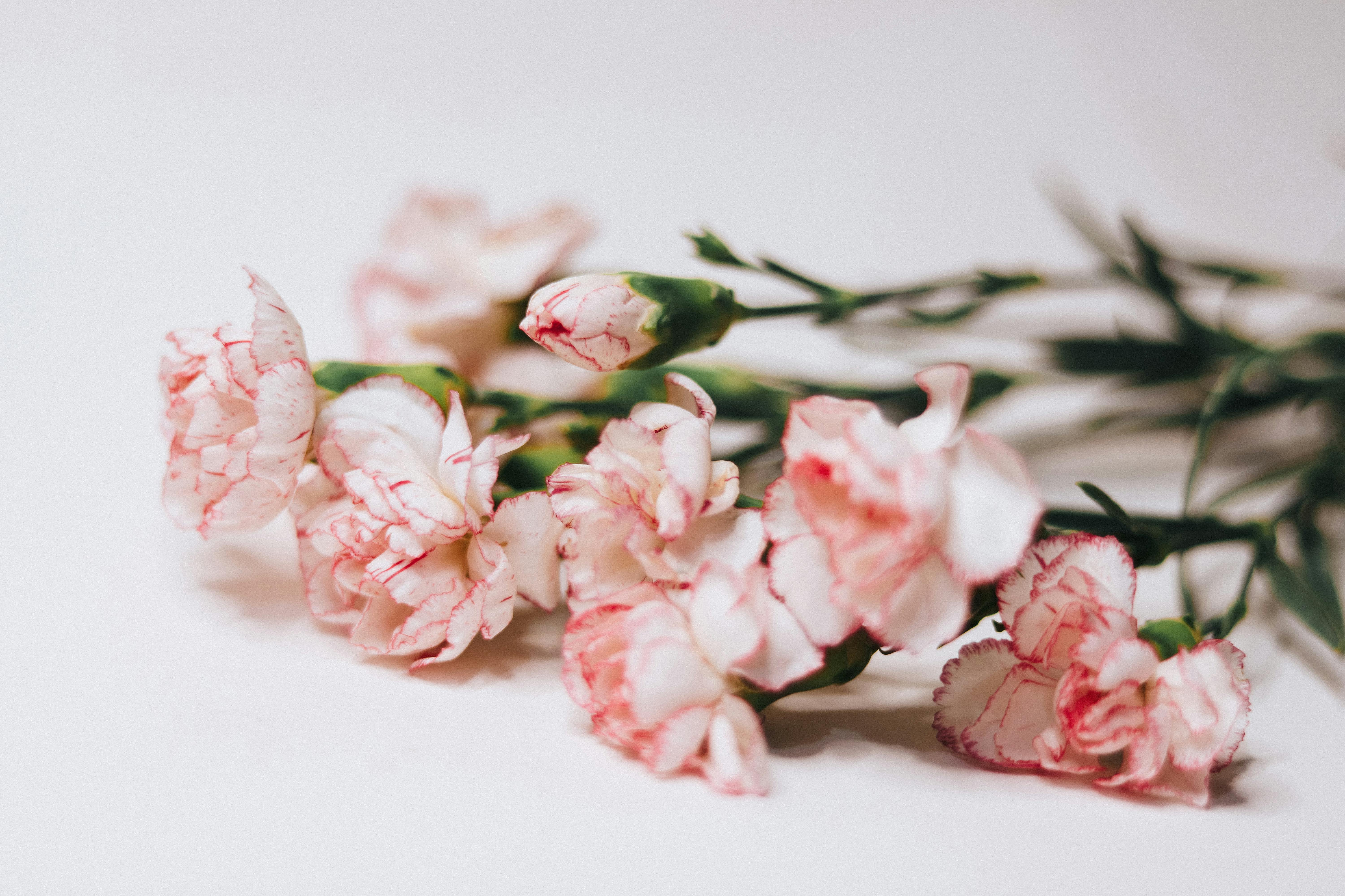 Close-up of White and Pink Carnations · Free Stock Photo