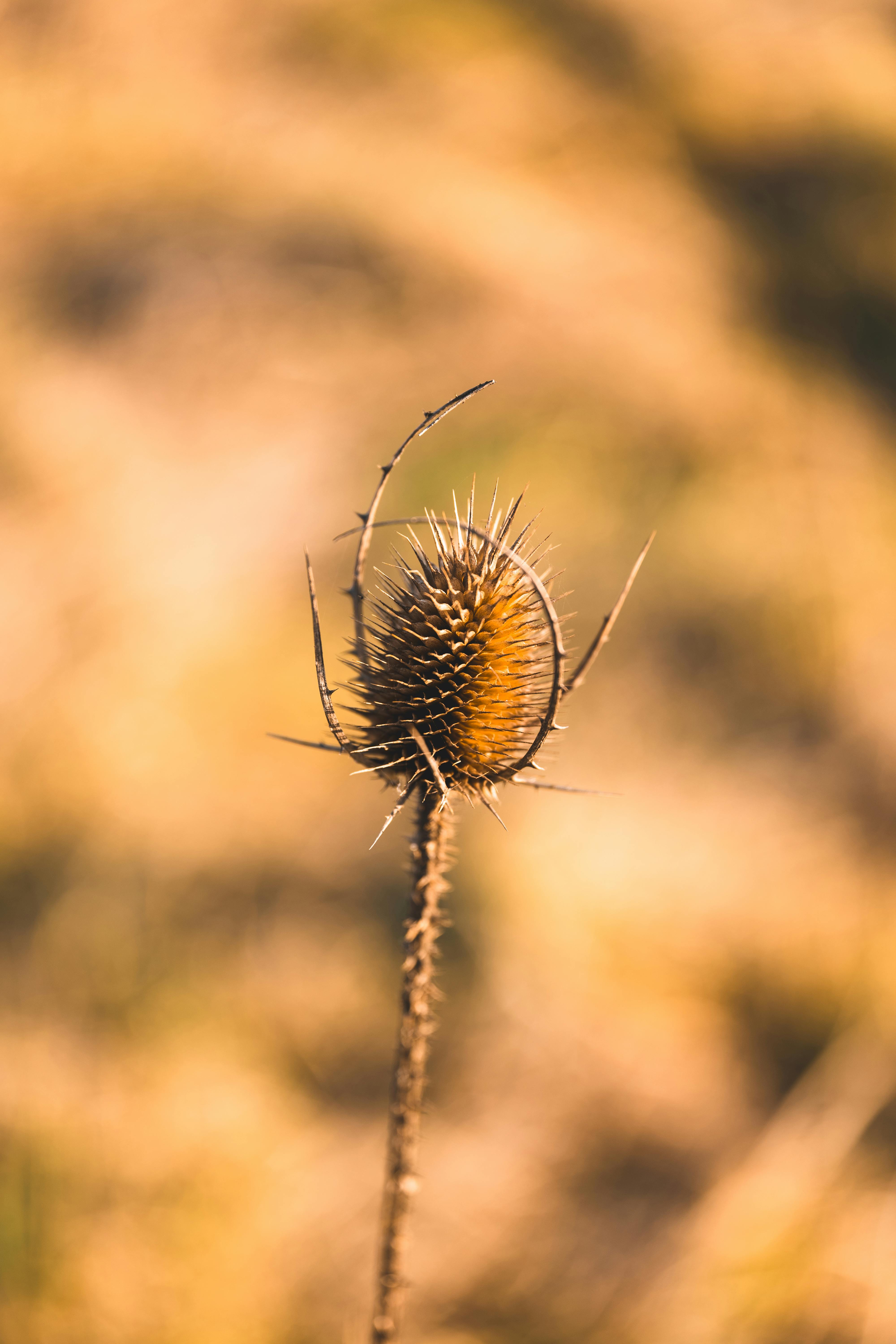 Close up of Flower with Spikes · Free Stock Photo