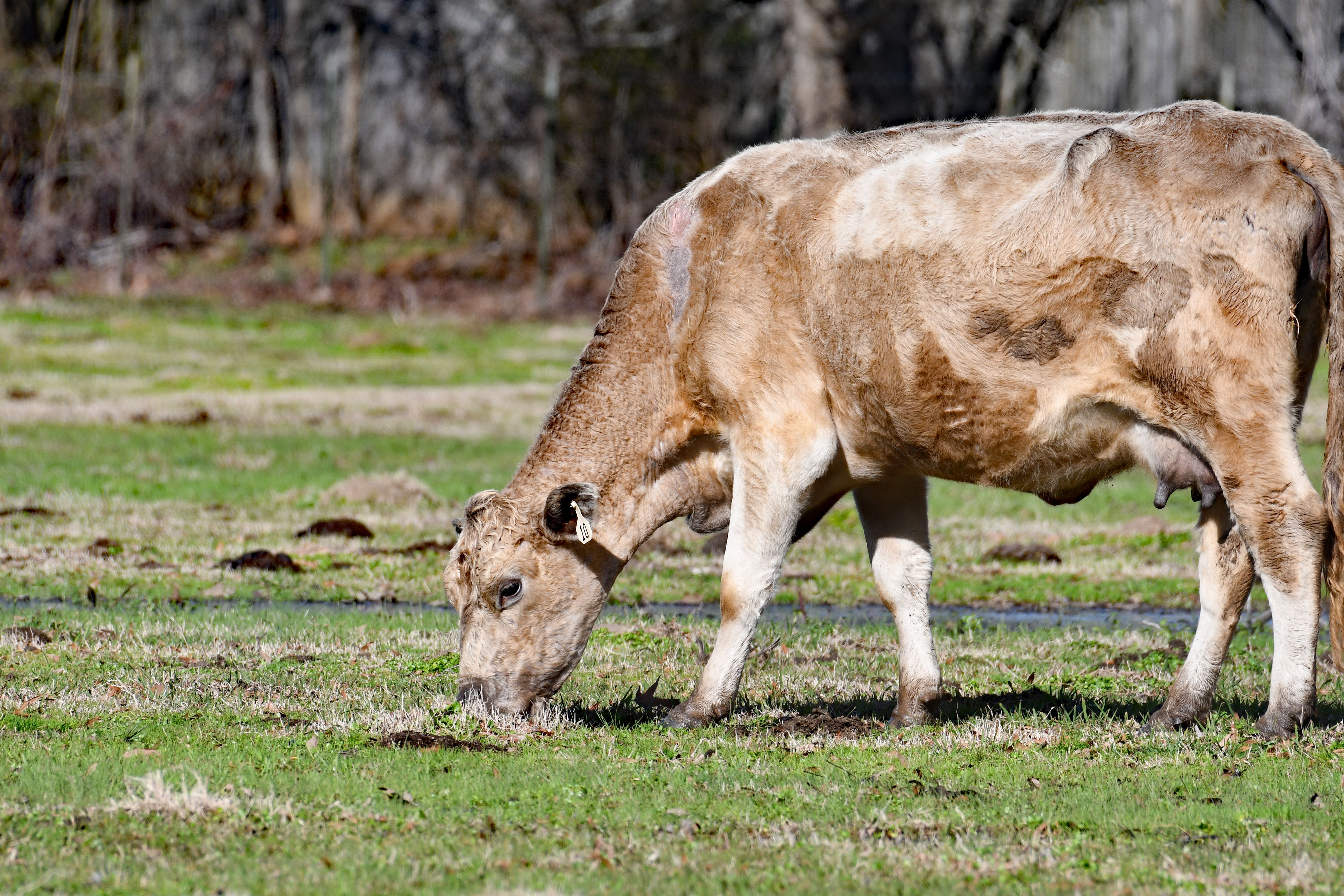 A Cow on a Farm · Free Stock Photo