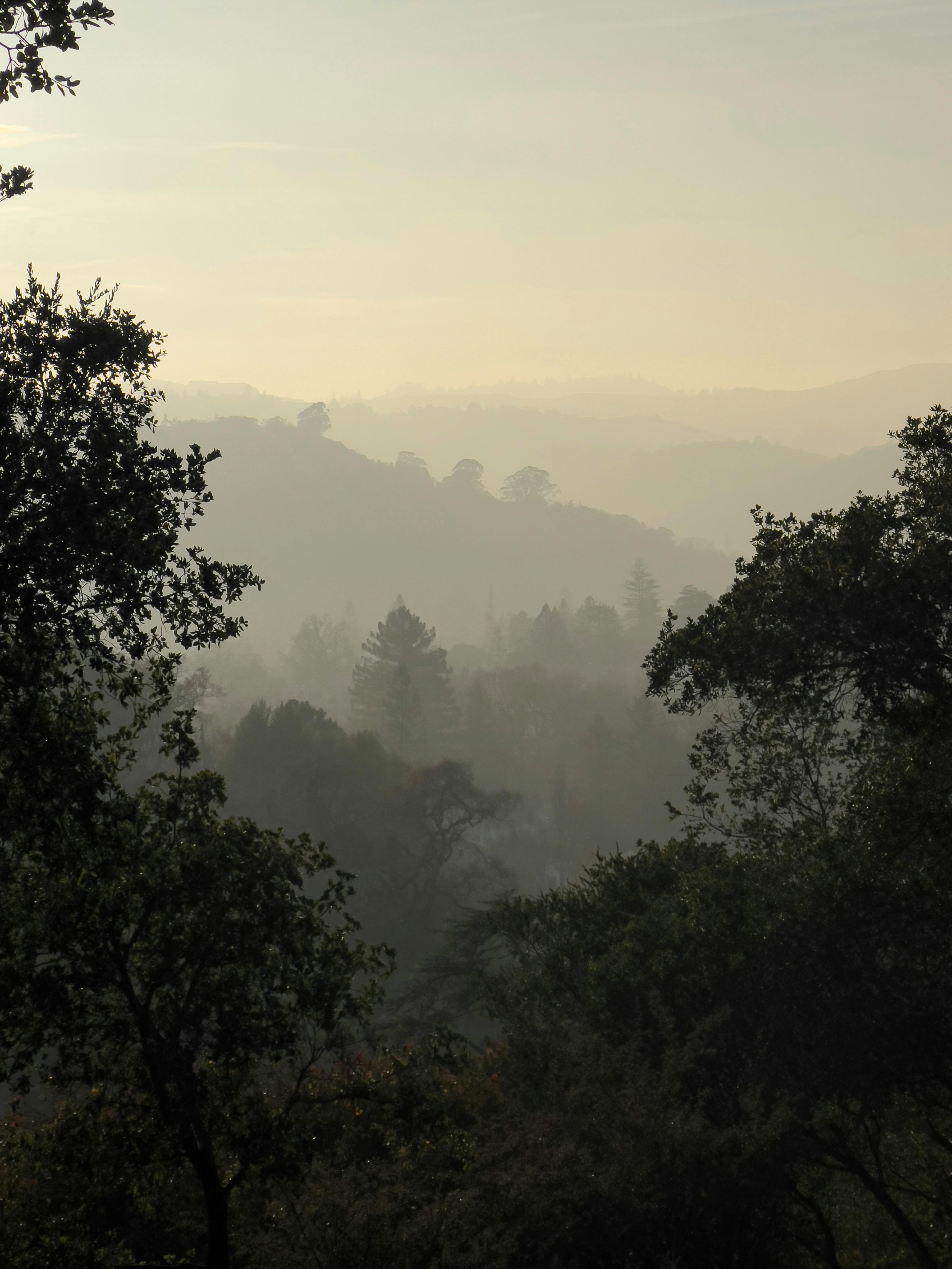 Overcast over Deep Forest · Free Stock Photo