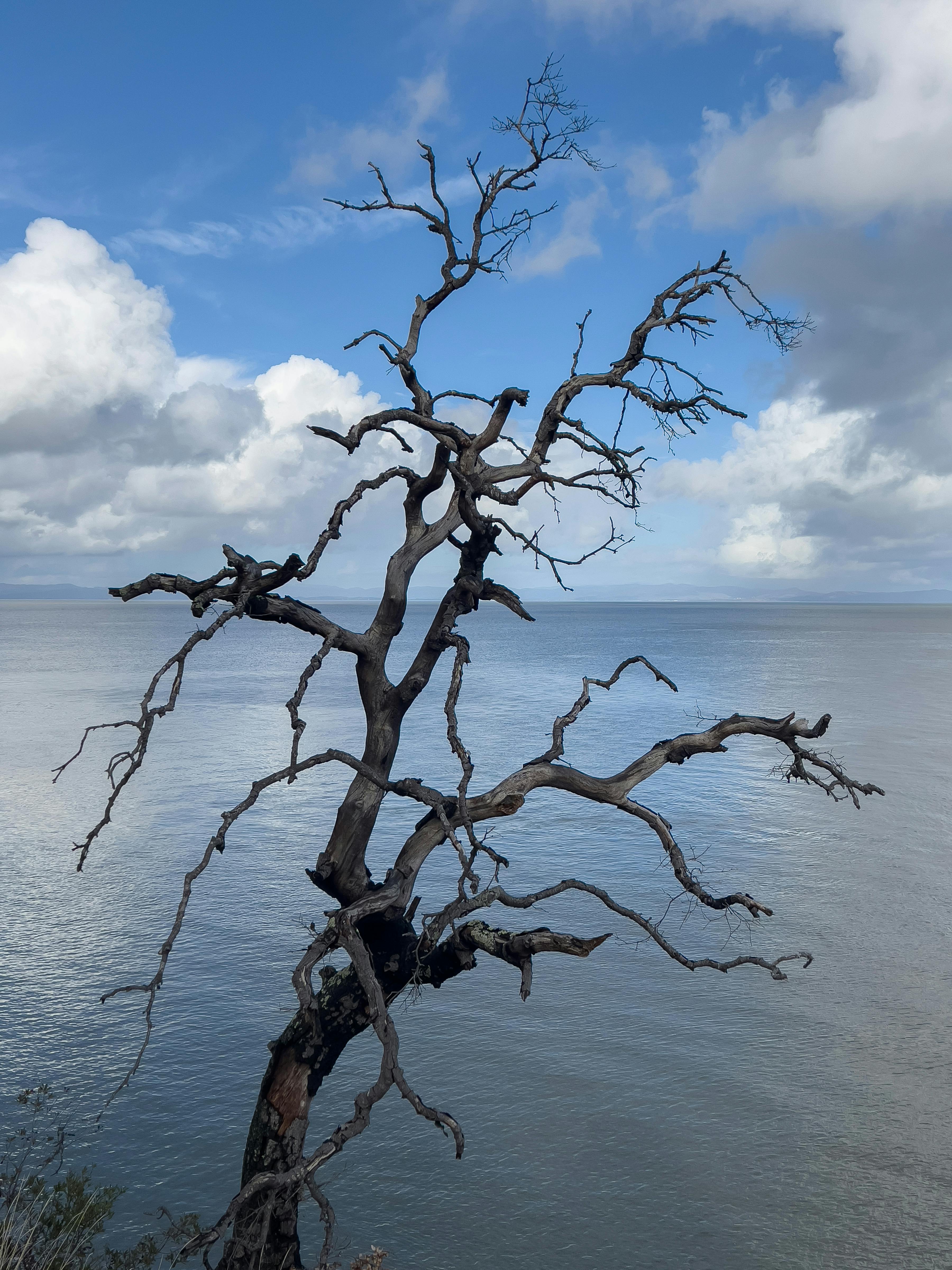 Dead Tree Growing above Sea · Free Stock Photo