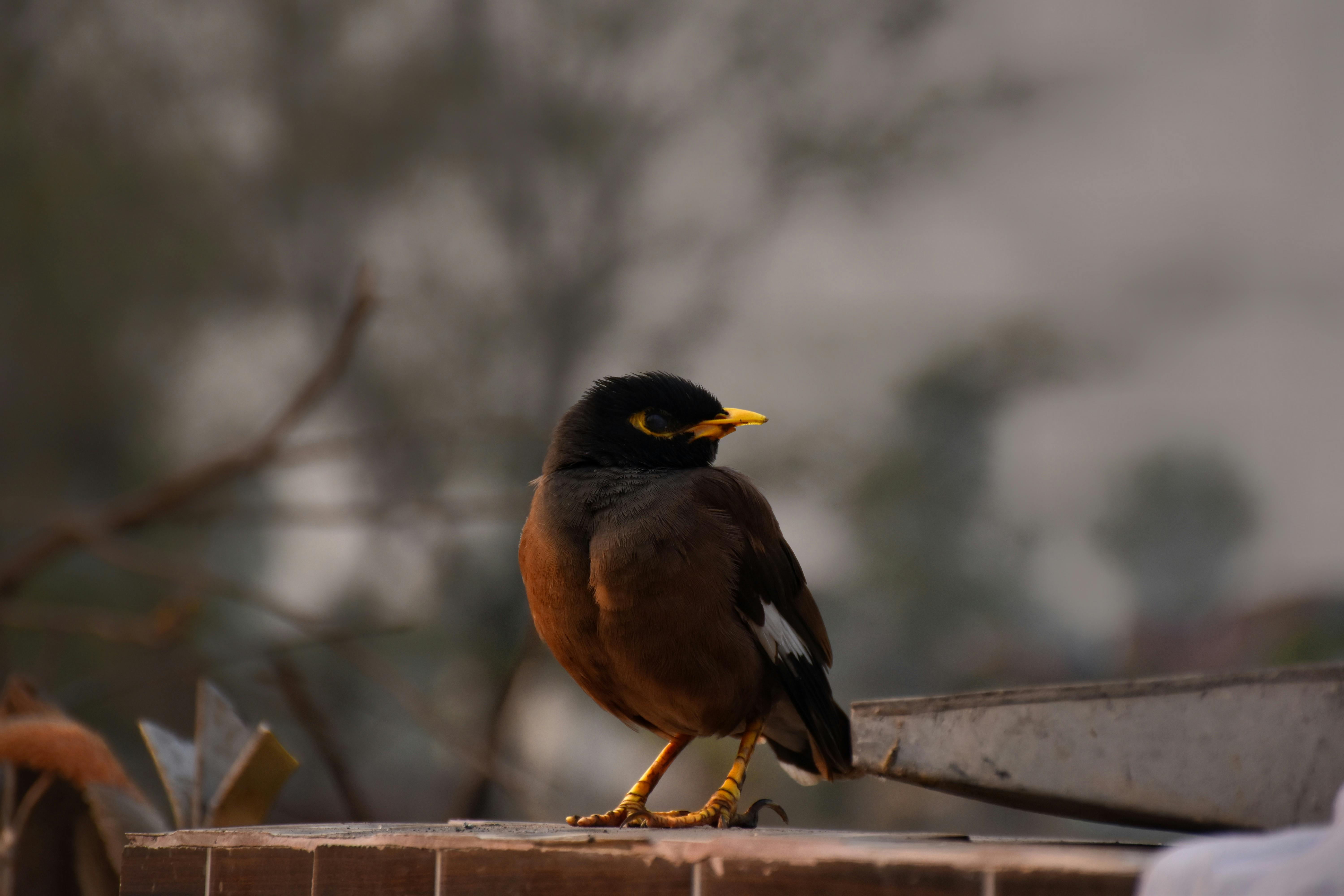 Portrait of a Myna Standing Outdoors · Free Stock Photo