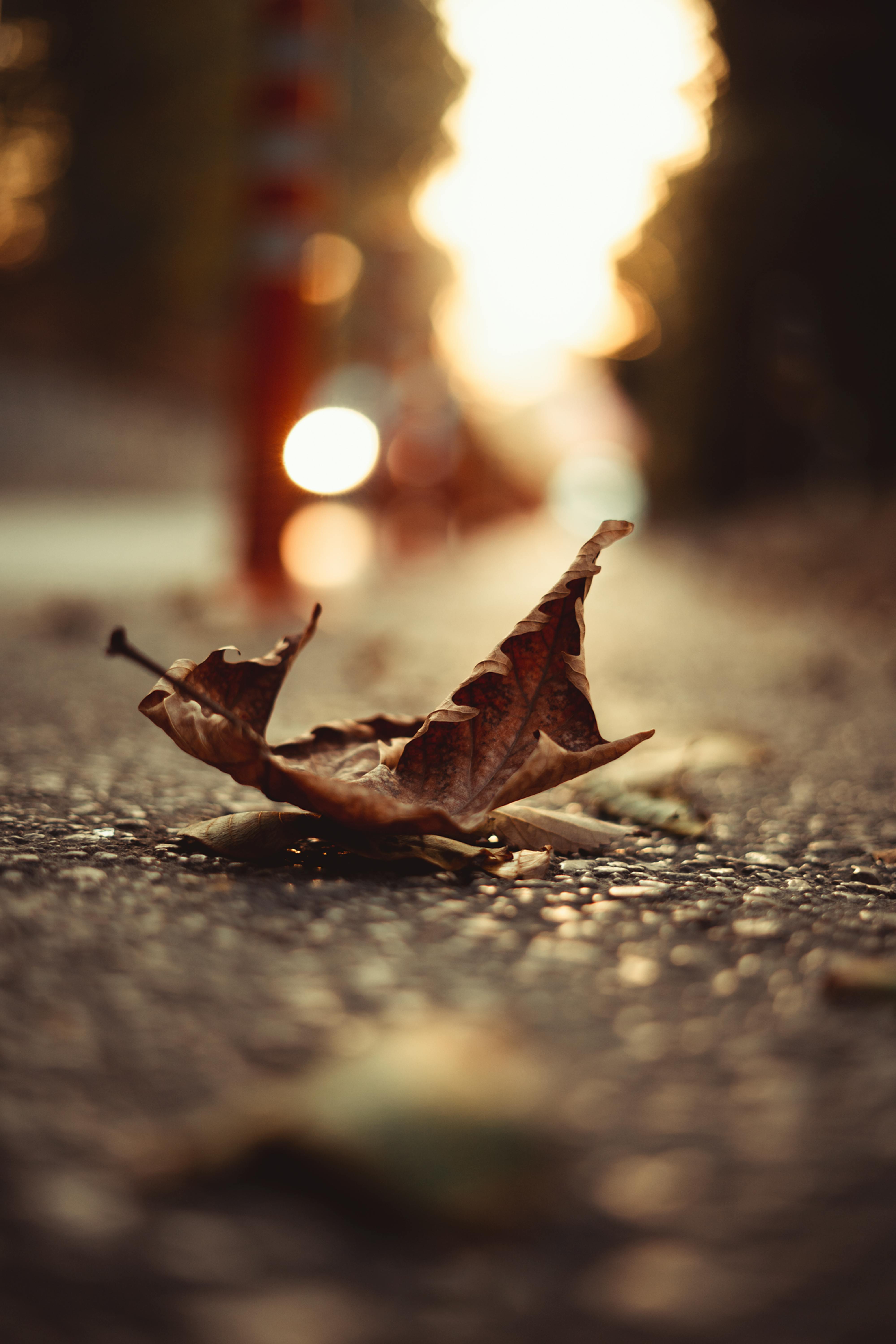Singular Autumn Leaf Hanging onto Branch · Free Stock Photo