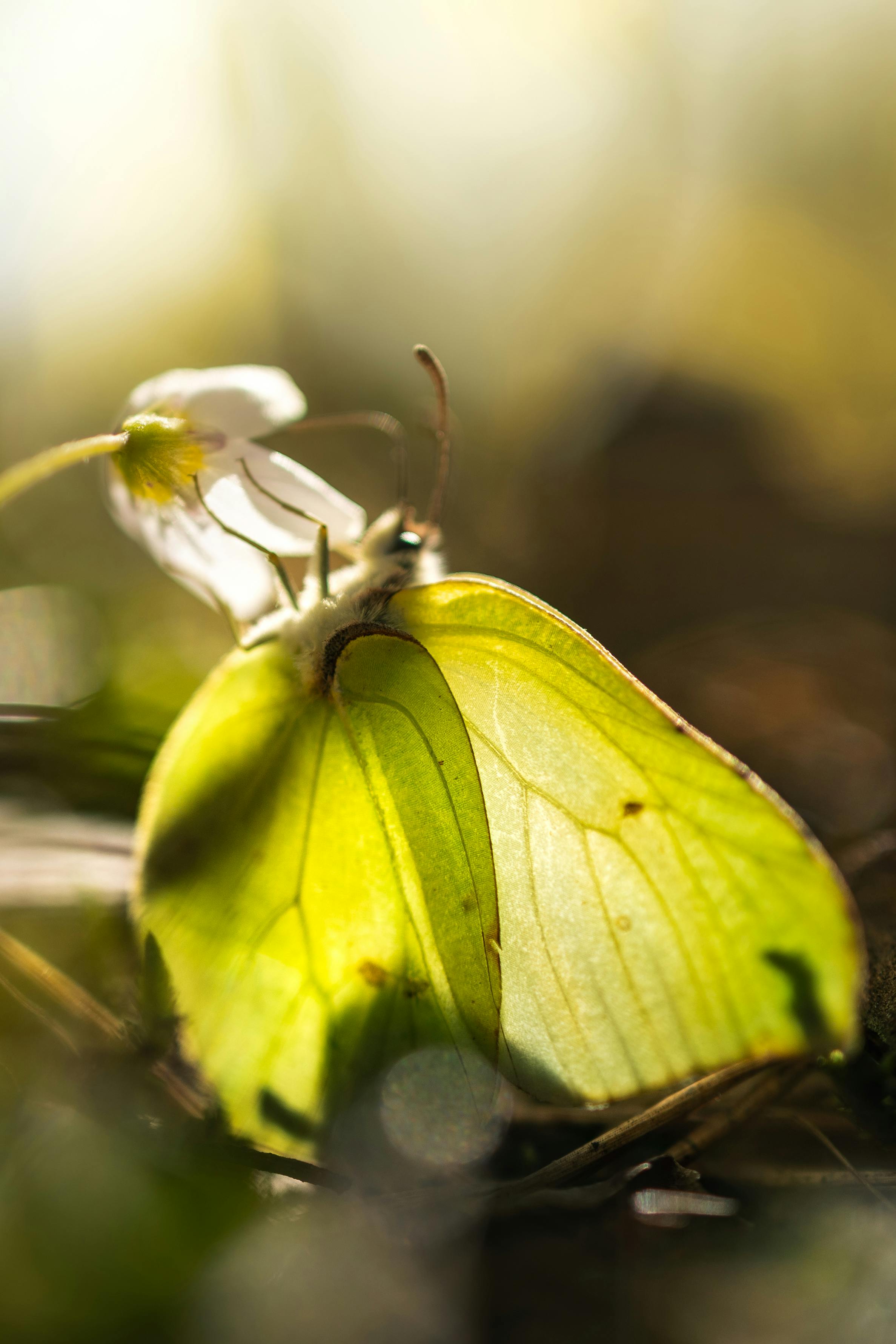 Magic Bug Photos, Download The BEST Free Magic Bug Stock Photos & HD Images
