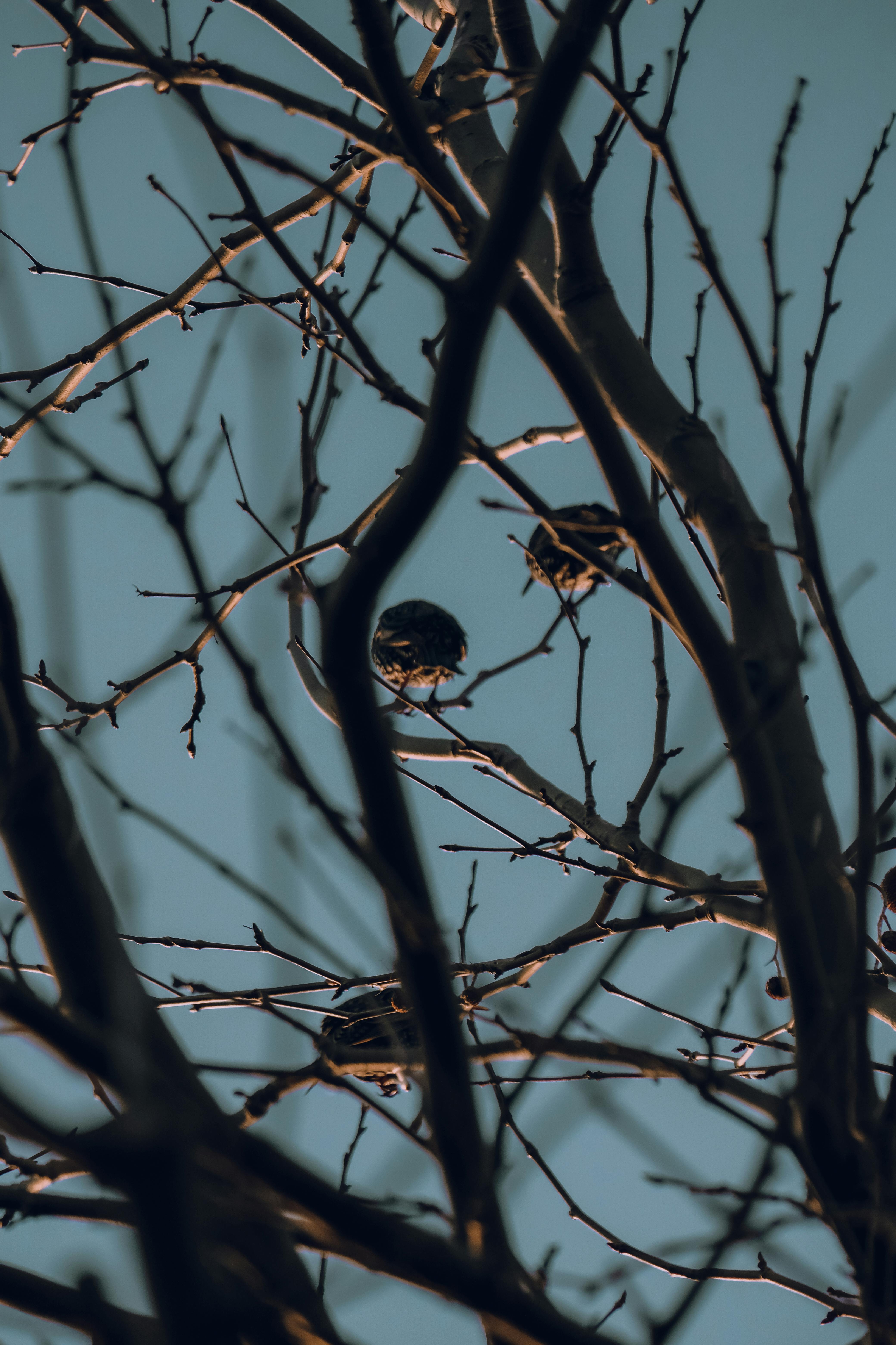 Birds Perching on Bare Tree Branches · Free Stock Photo