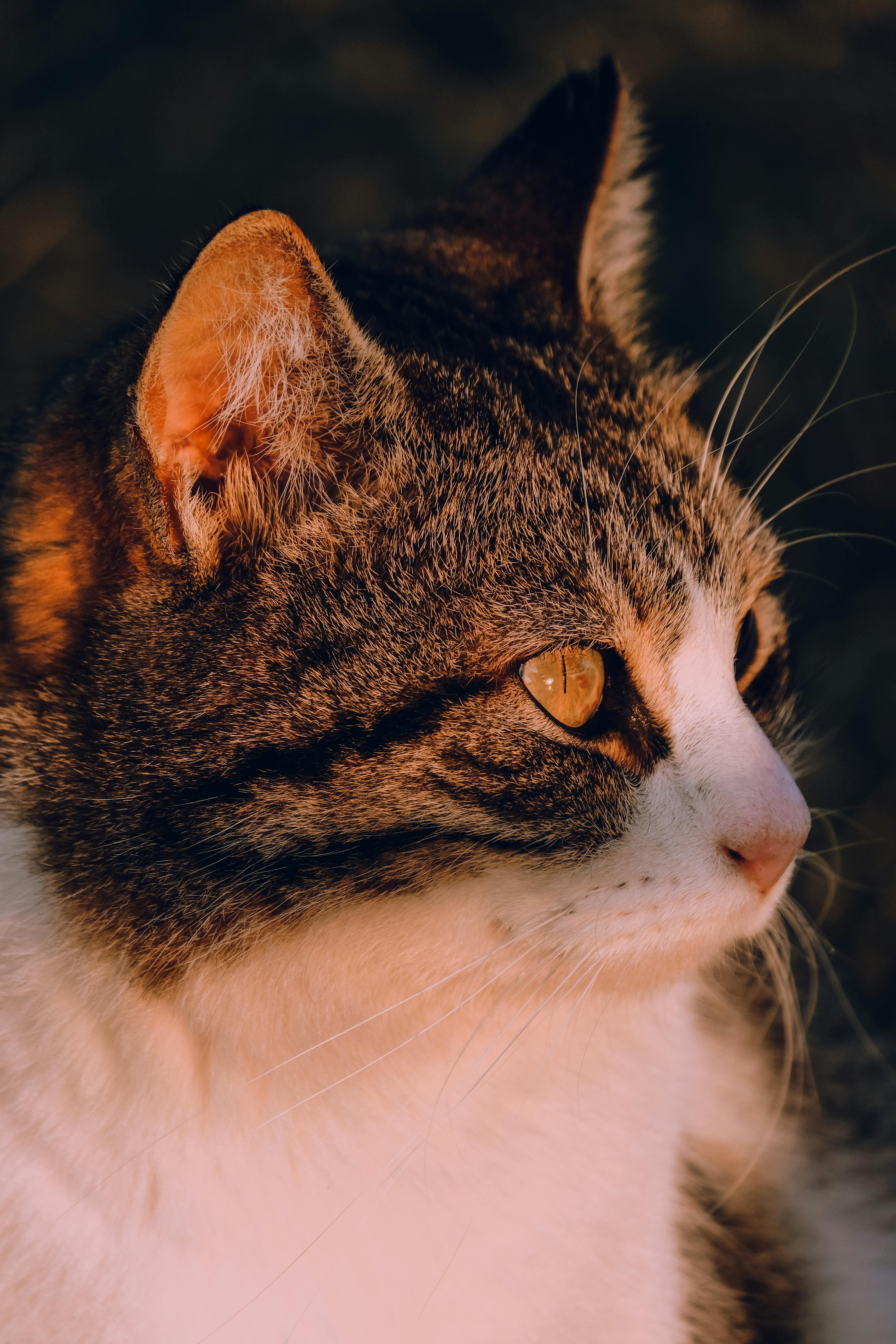 Close up of Cat Head · Free Stock Photo