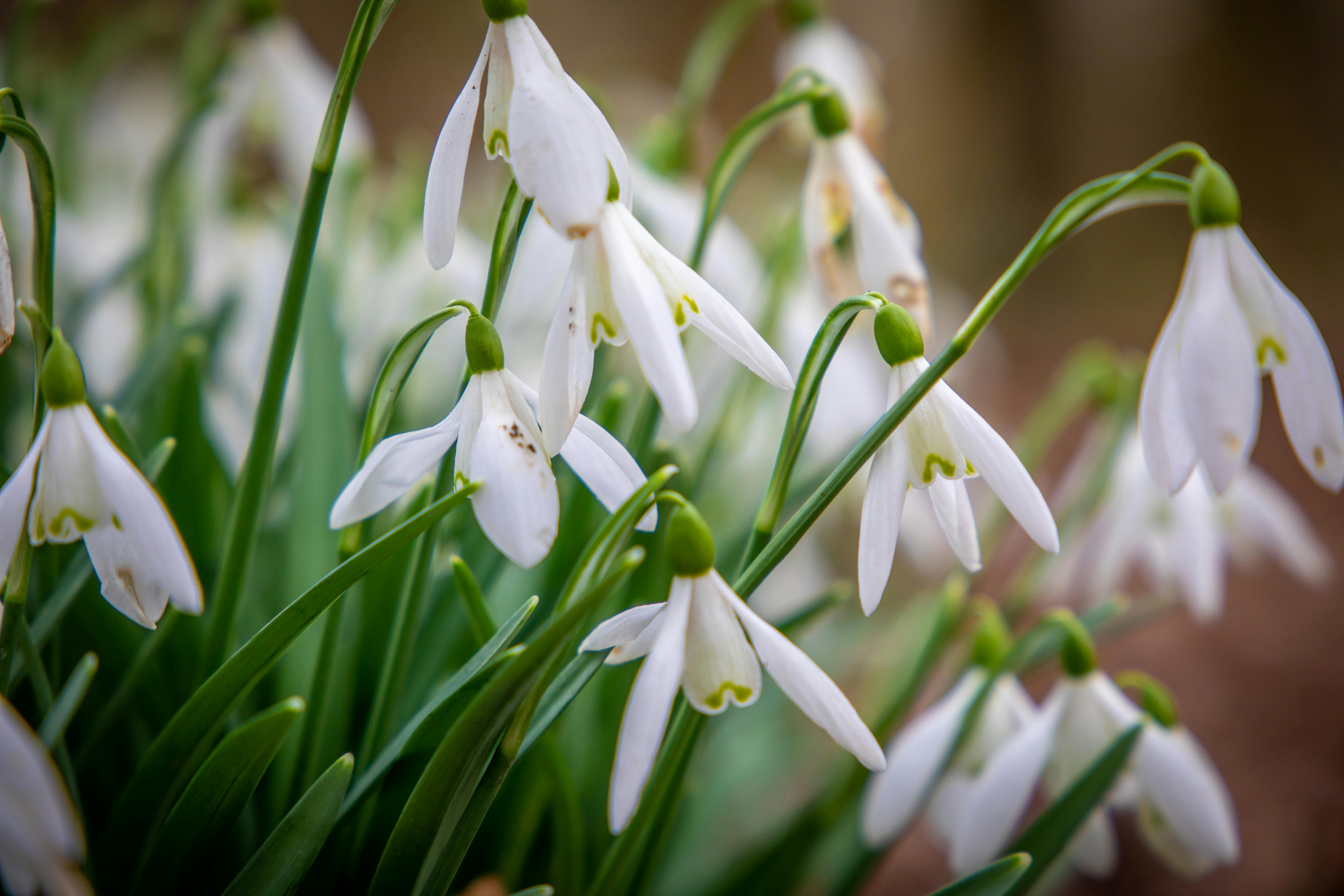Close-up of a Bunch of Snowdrops · Free Stock Photo