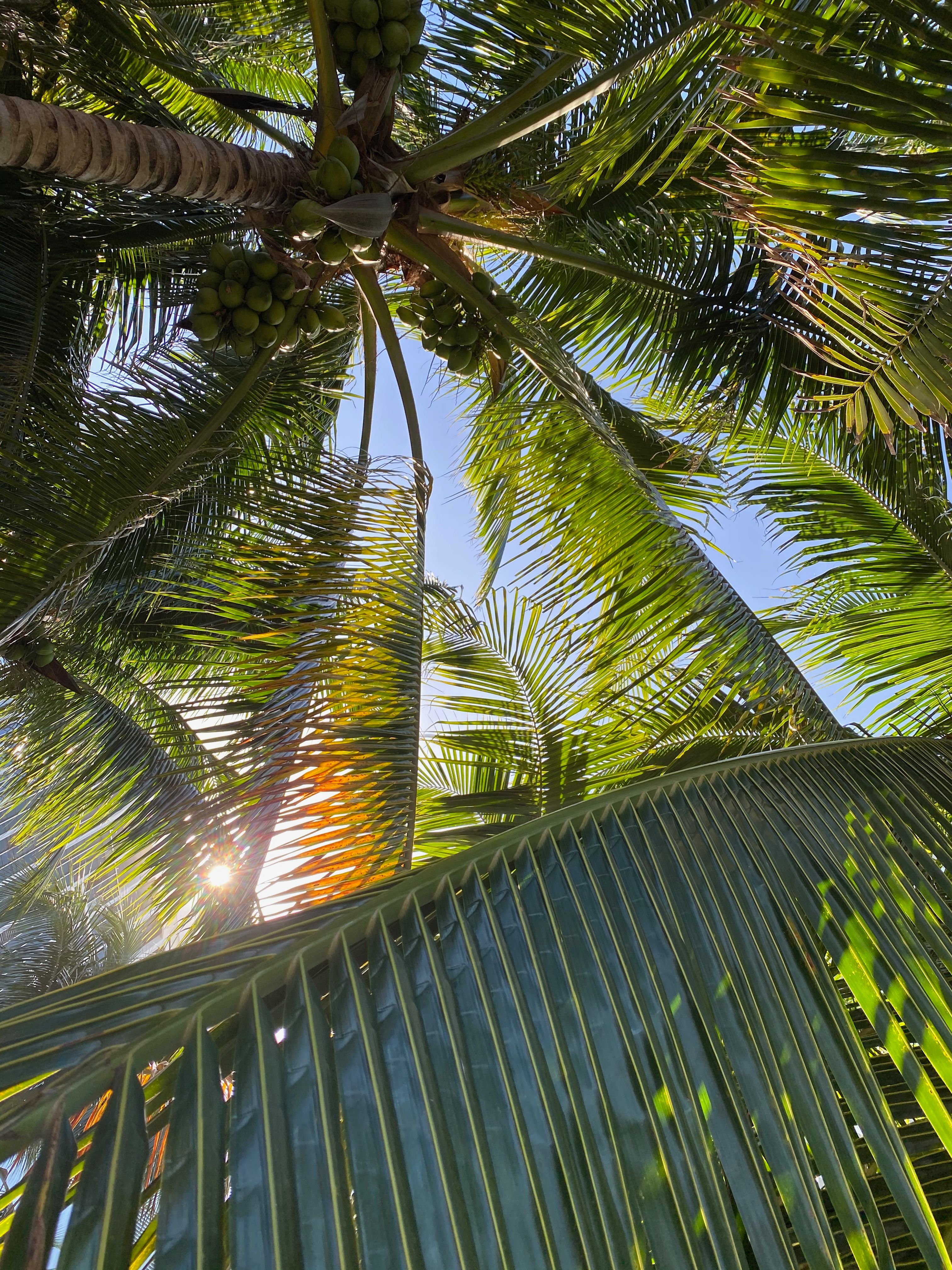 Low Angle Shot of Palm Trees against Blue Sky · Free Stock Photo