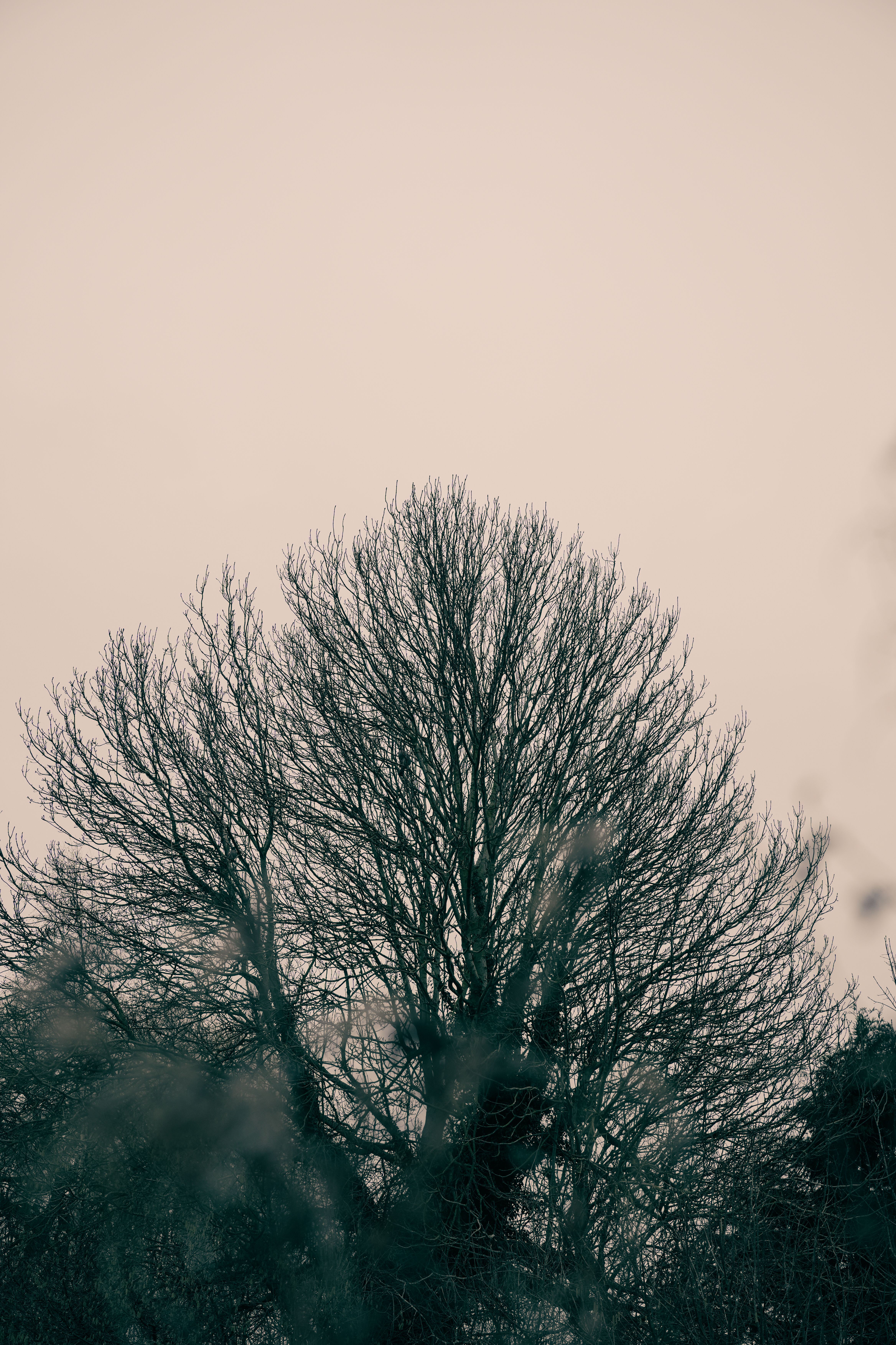 Photo of a Tree against the Sky in Winter · Free Stock Photo