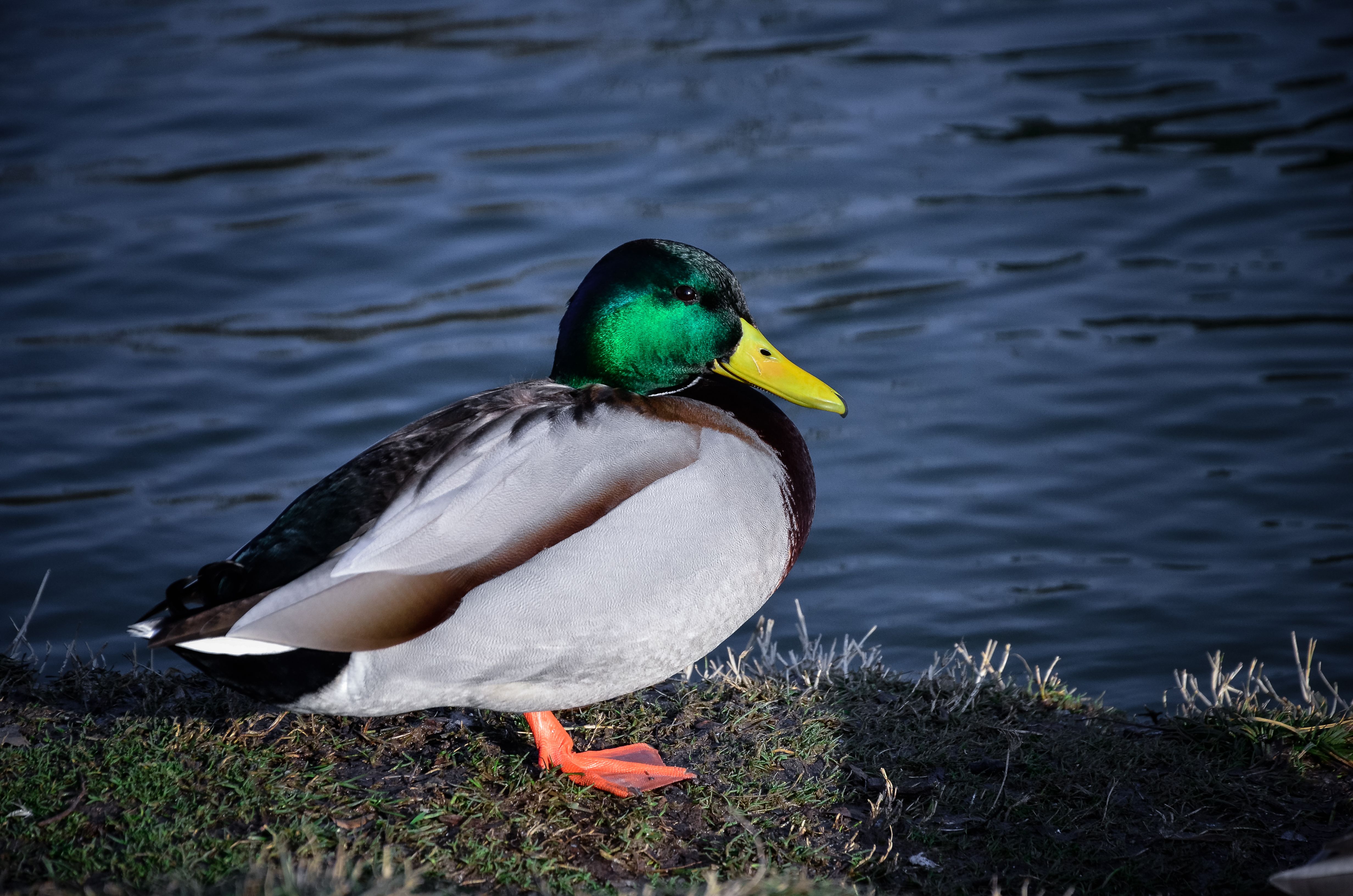 Portrait of a Mallard Standing on a Lakeshore · Free Stock Photo