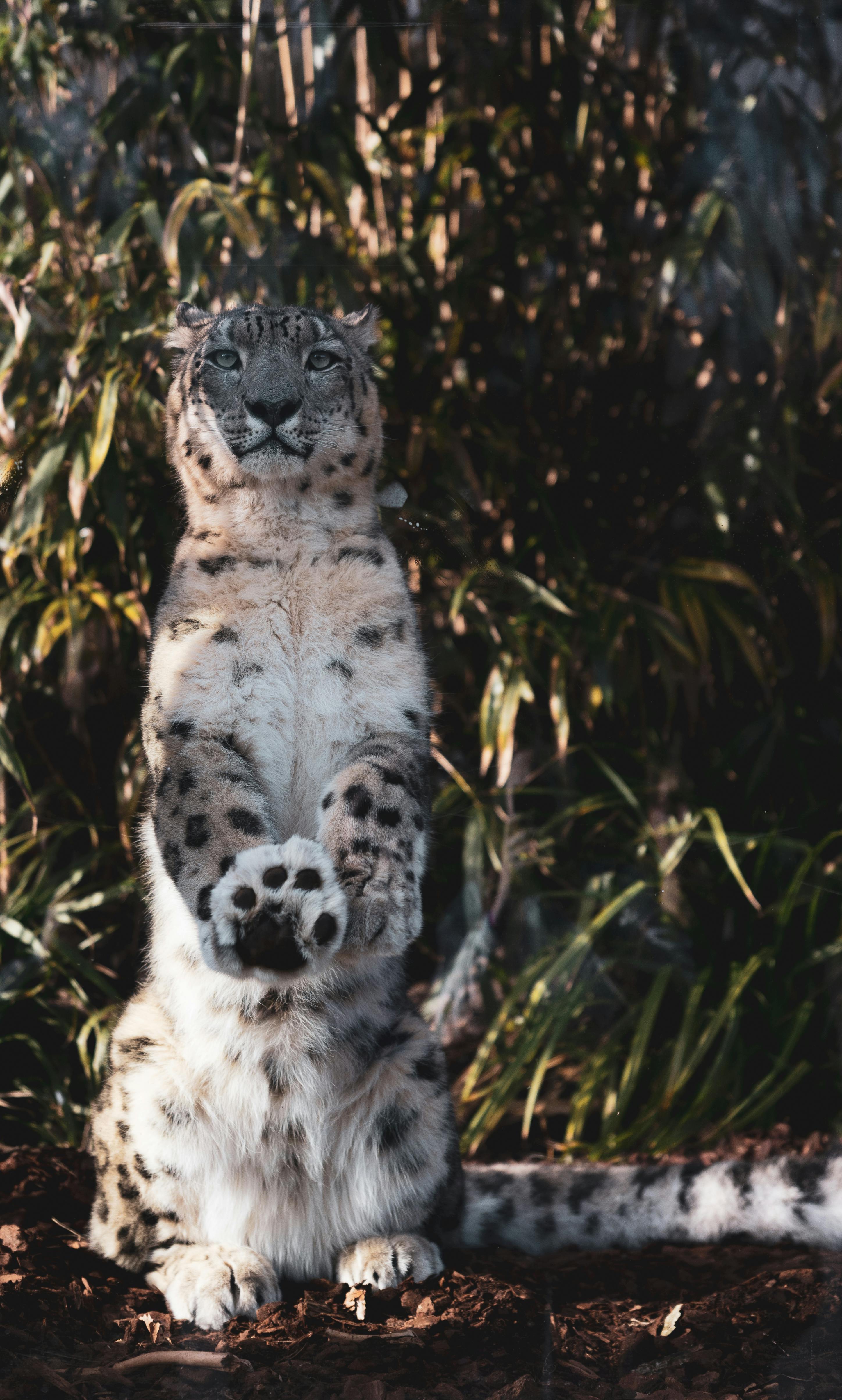 Leopard behind the Glass · Free Stock Photo