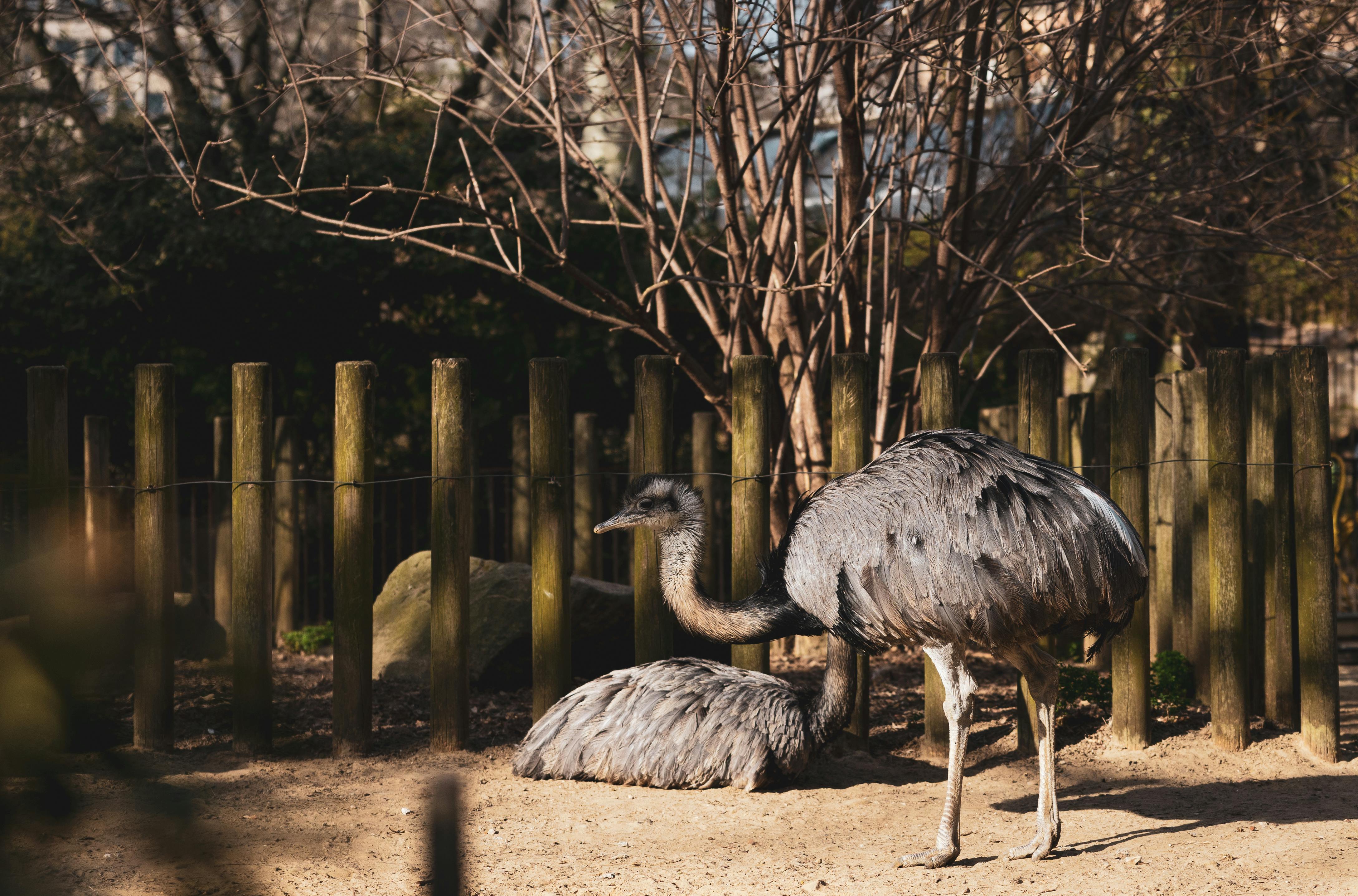 Two Rheas in an Enclosure · Free Stock Photo