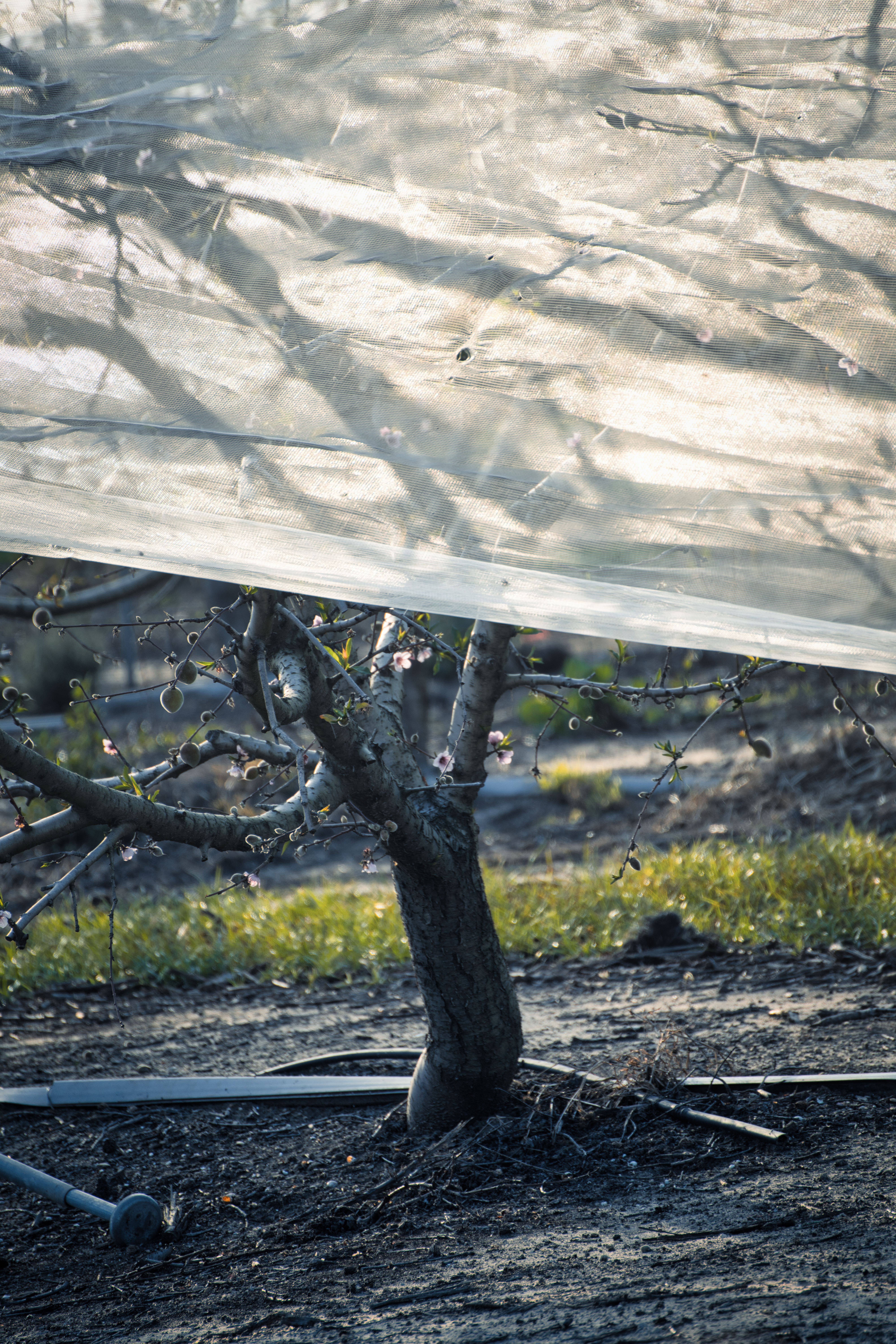 Growing Fruit Tree Seen under Plastic Wrap · Free Stock Photo