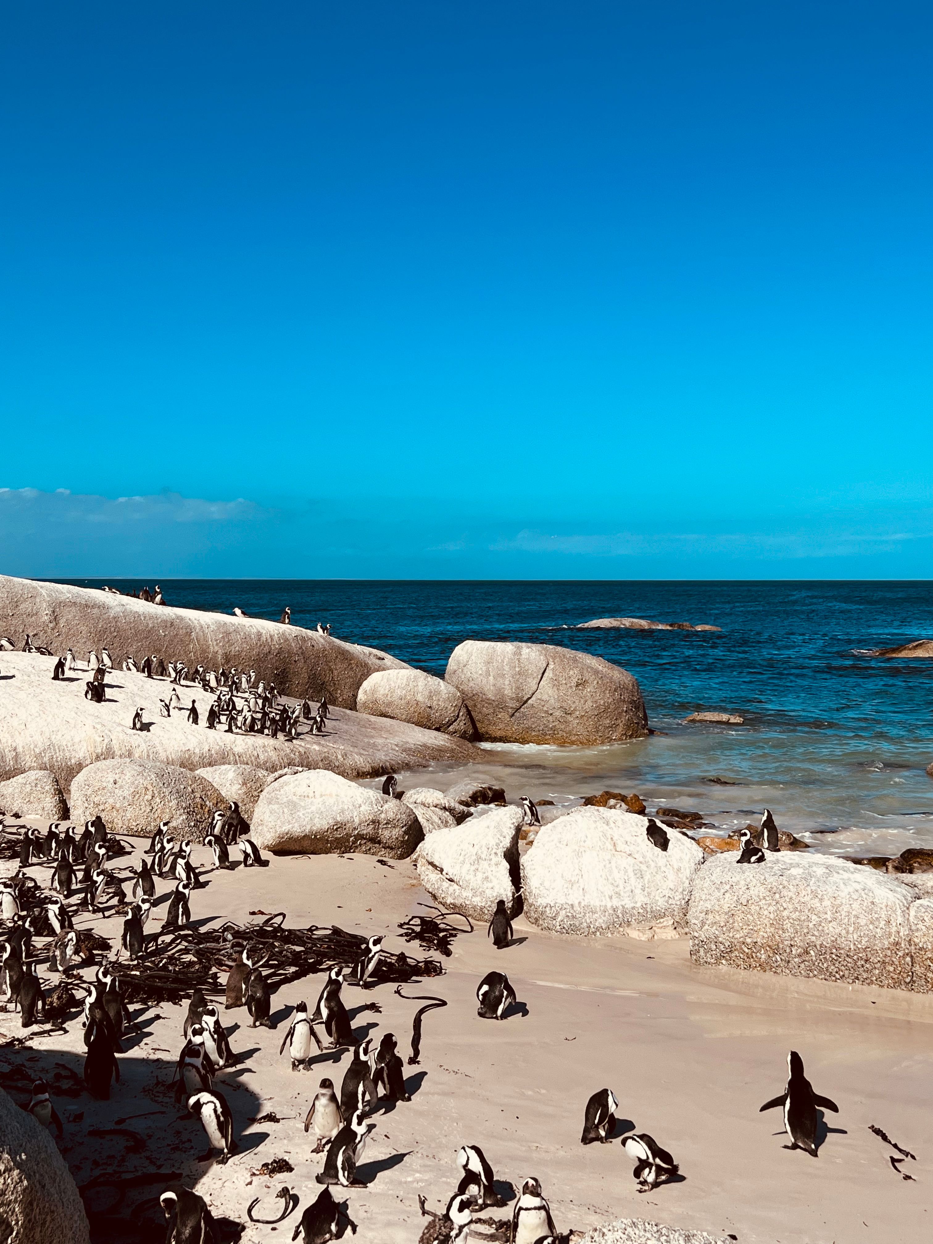Penguins on the Seashore · Free Stock Photo
