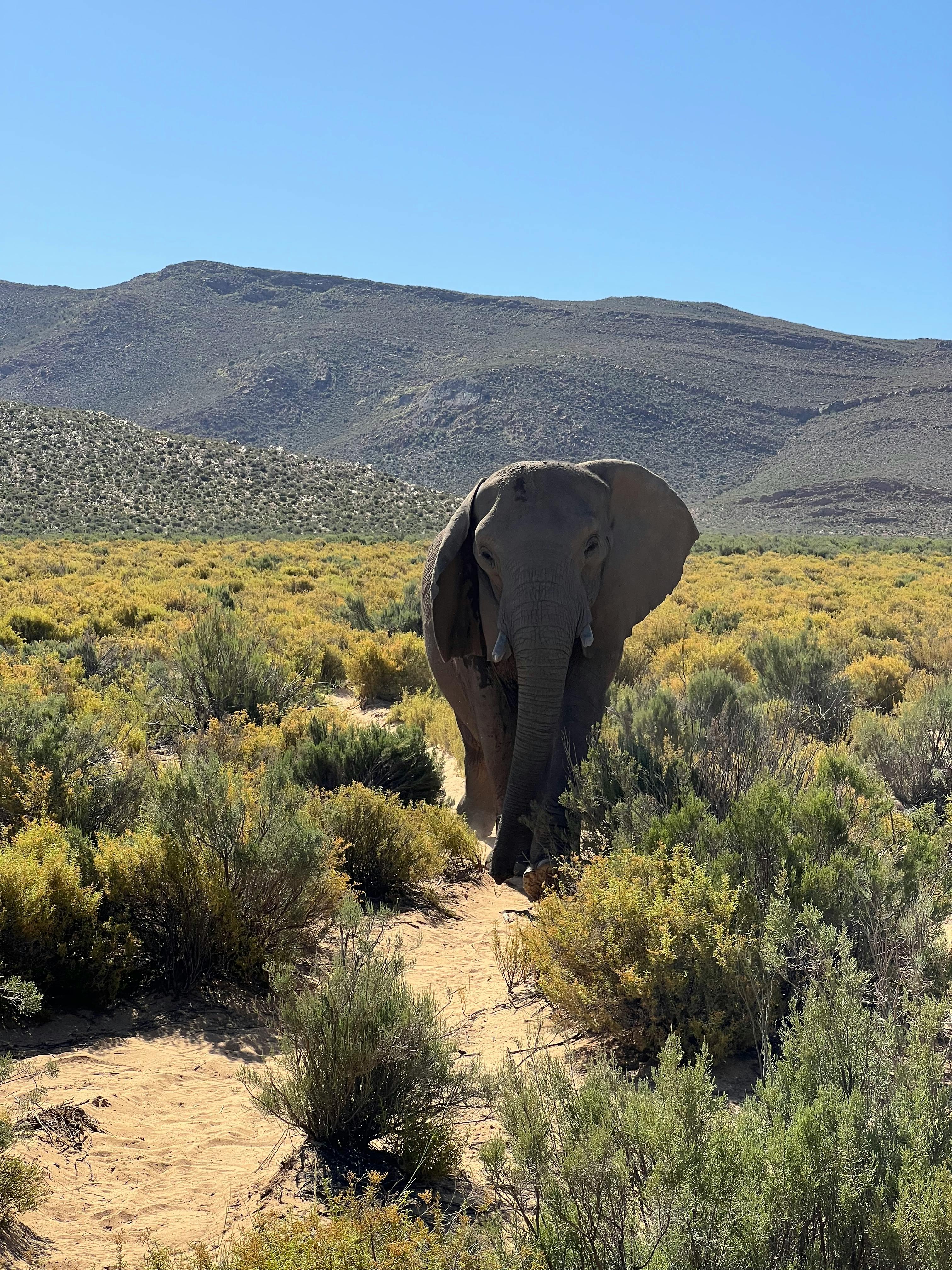 Elephant Walking through Savanna · Free Stock Photo