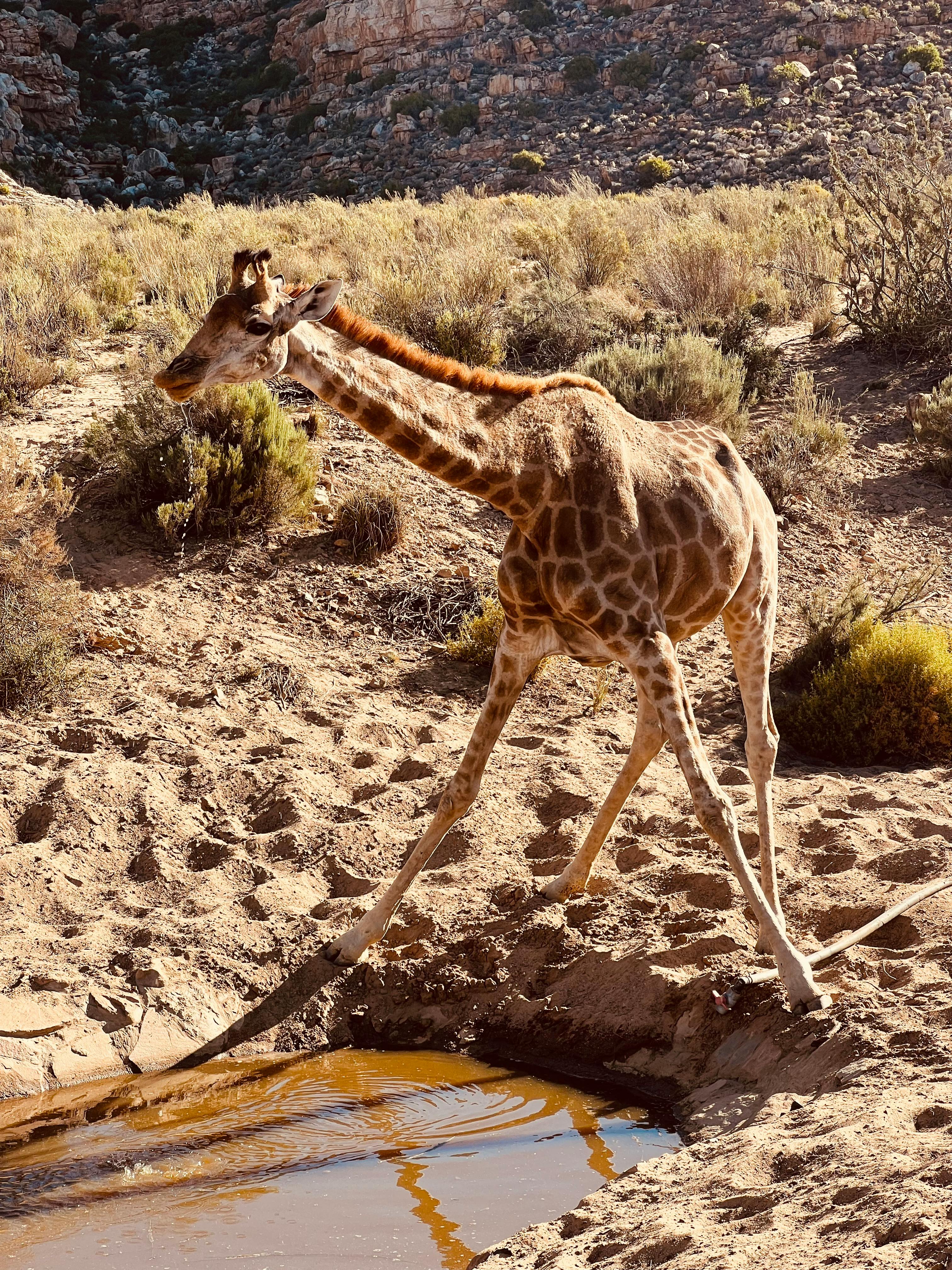 Giraffe Vs Photos, Download The BEST Free Giraffe Vs Stock Photos & HD ...