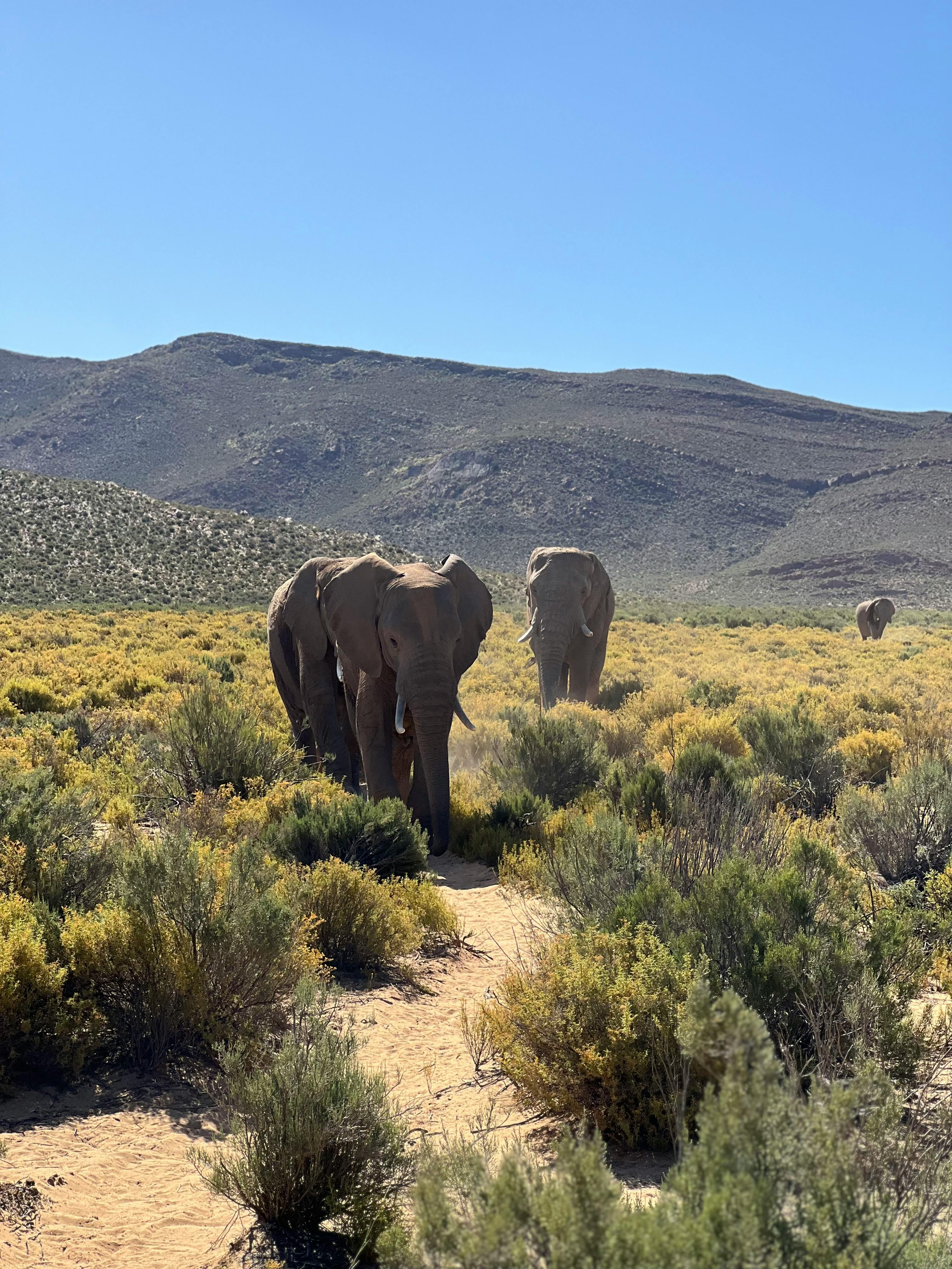 Scenic Landscape with Elephants · Free Stock Photo