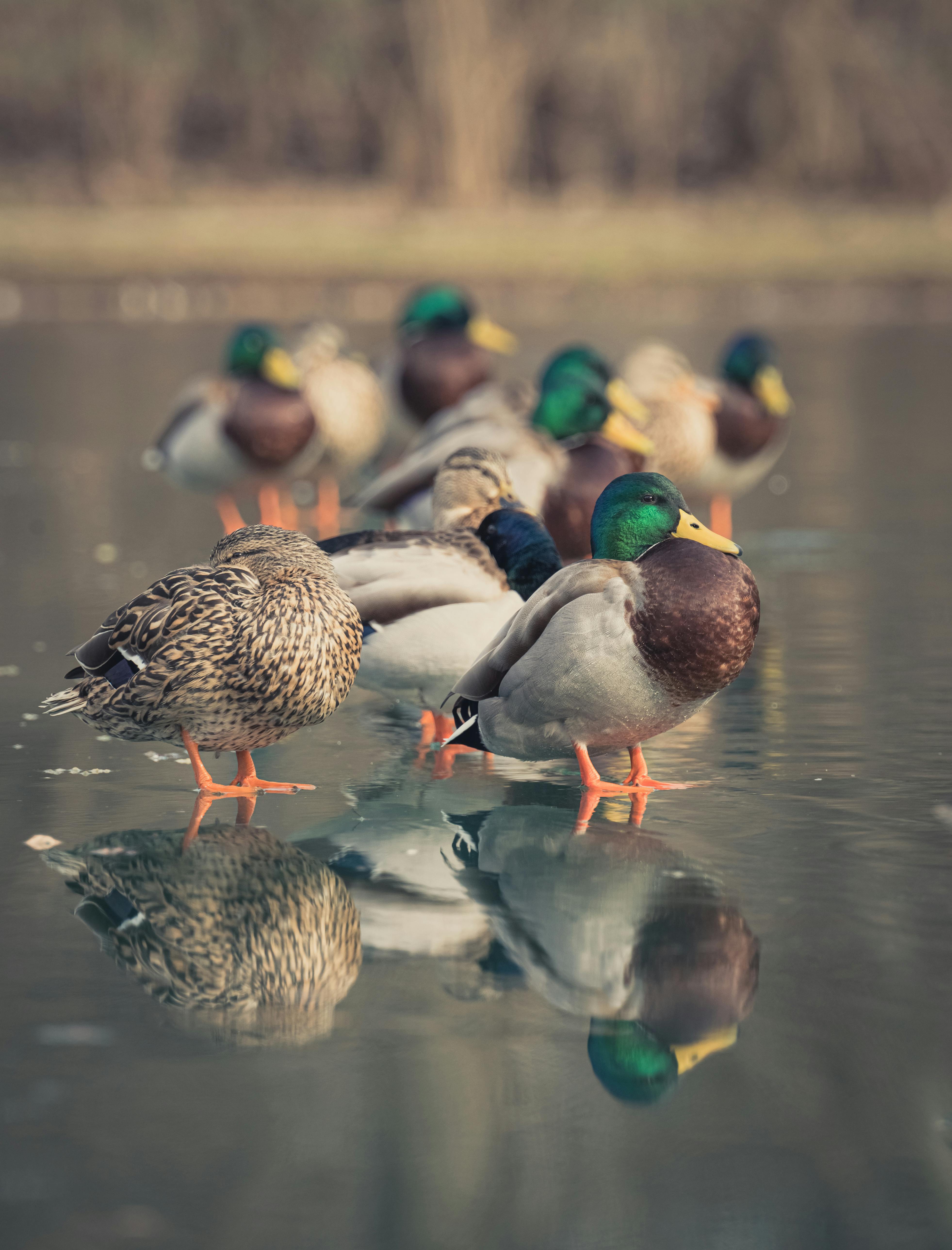 Flock of Mallard Ducks · Free Stock Photo