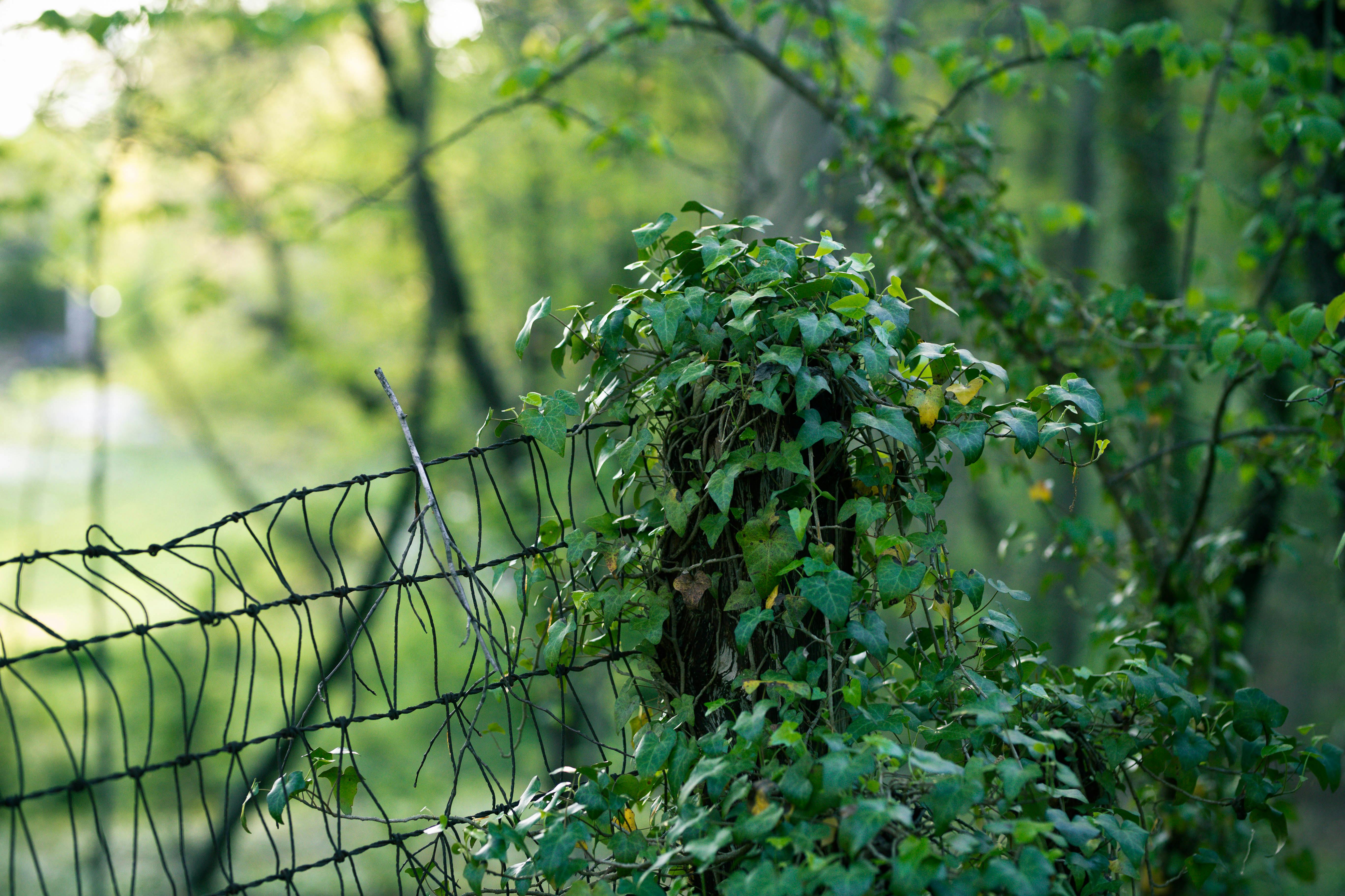 Green Merliom Photos, Download The BEST Free Green Merliom Stock Photos ...