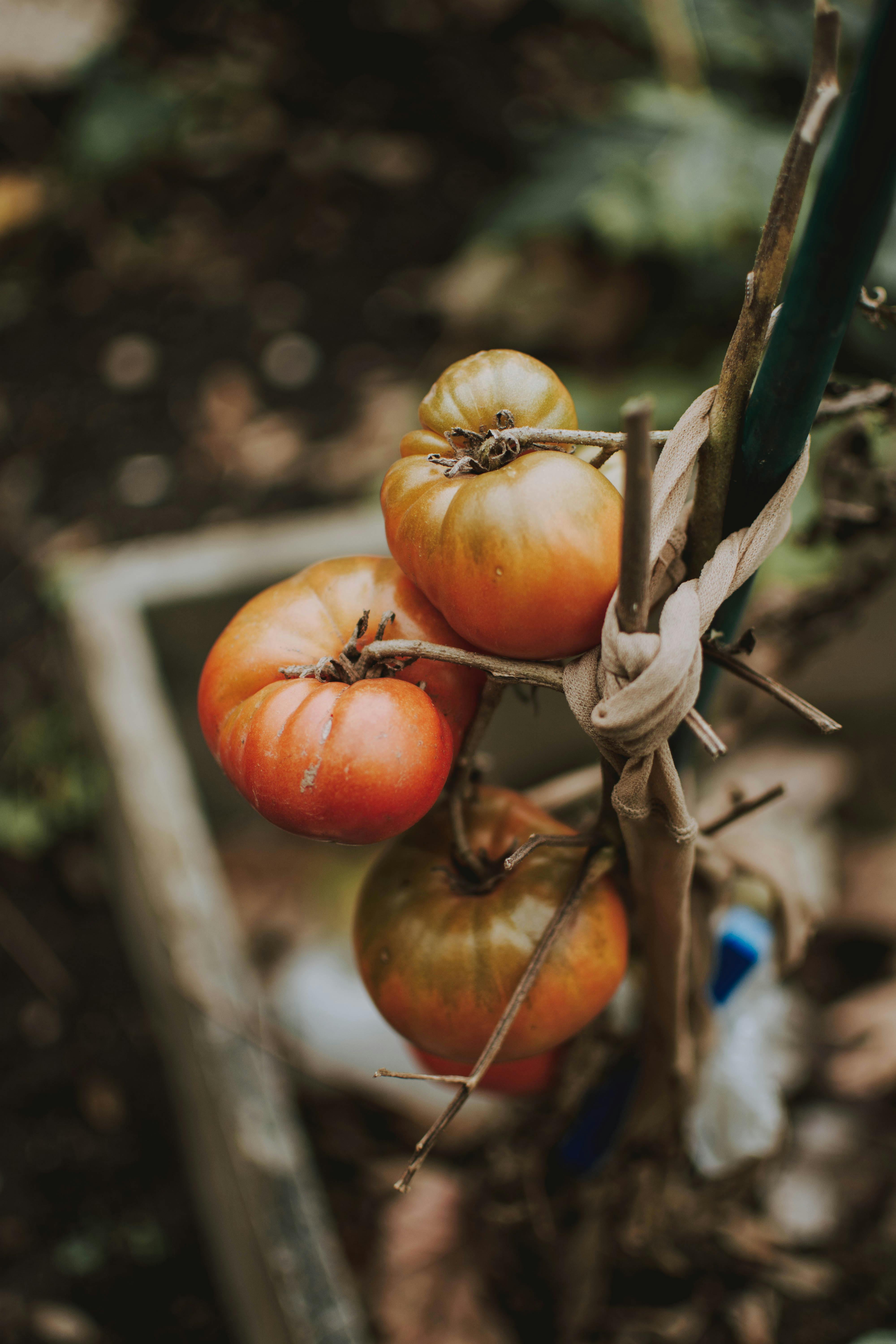Three Tomatoes · Free Stock Photo