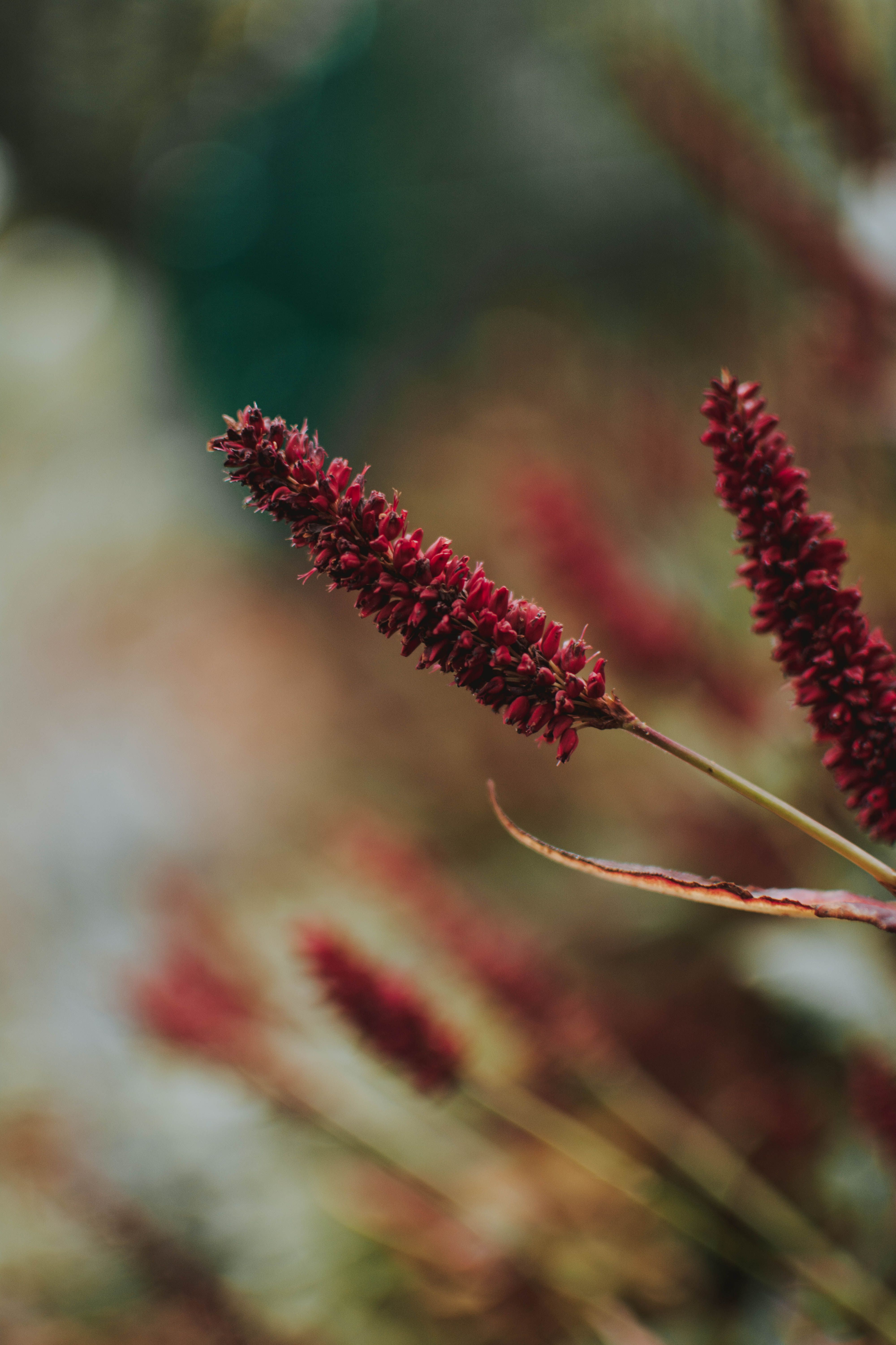 250+ Beautiful Selective Photos · Pexels · Free Stock Photos