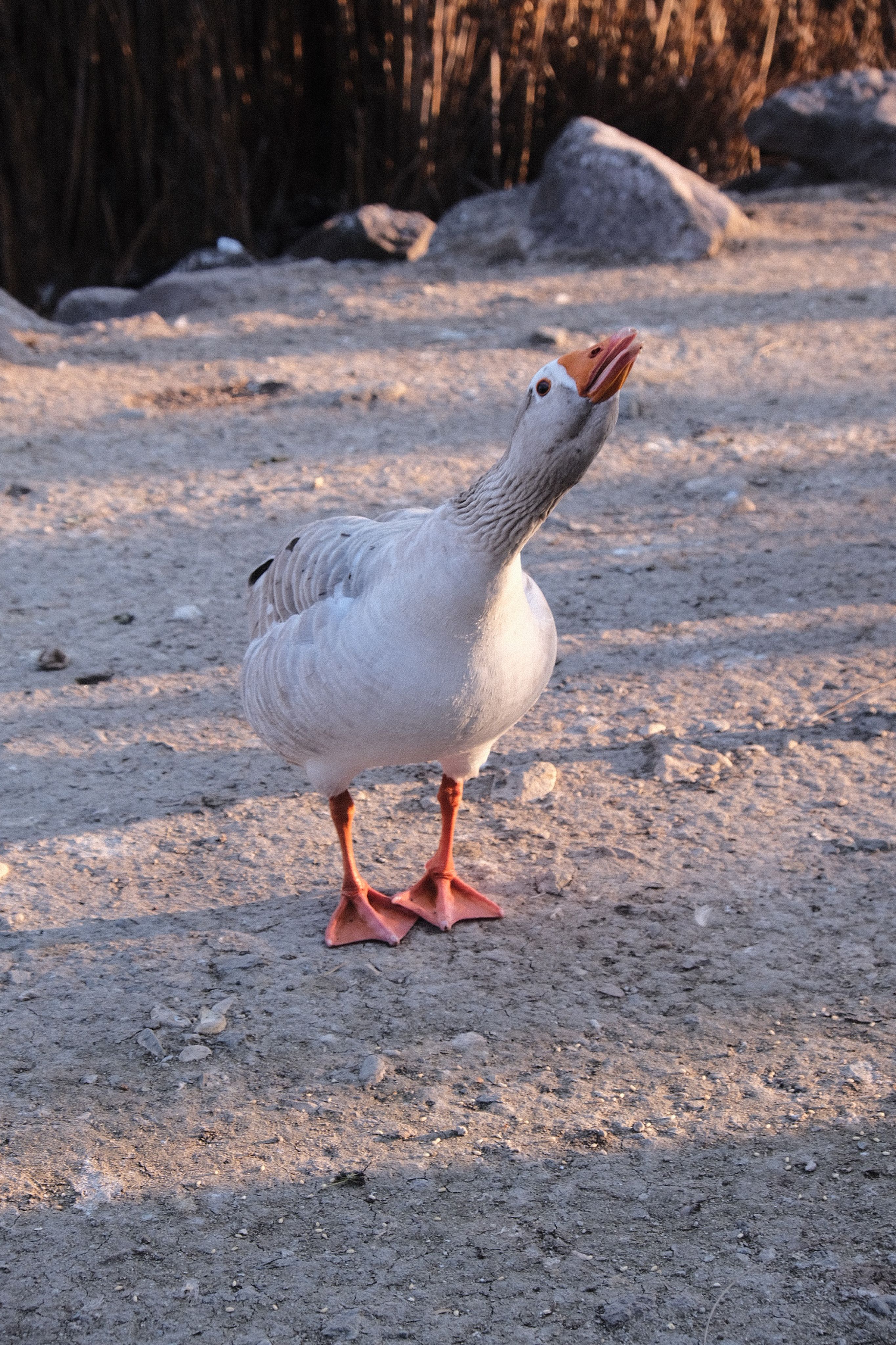Close up of Goose · Free Stock Photo