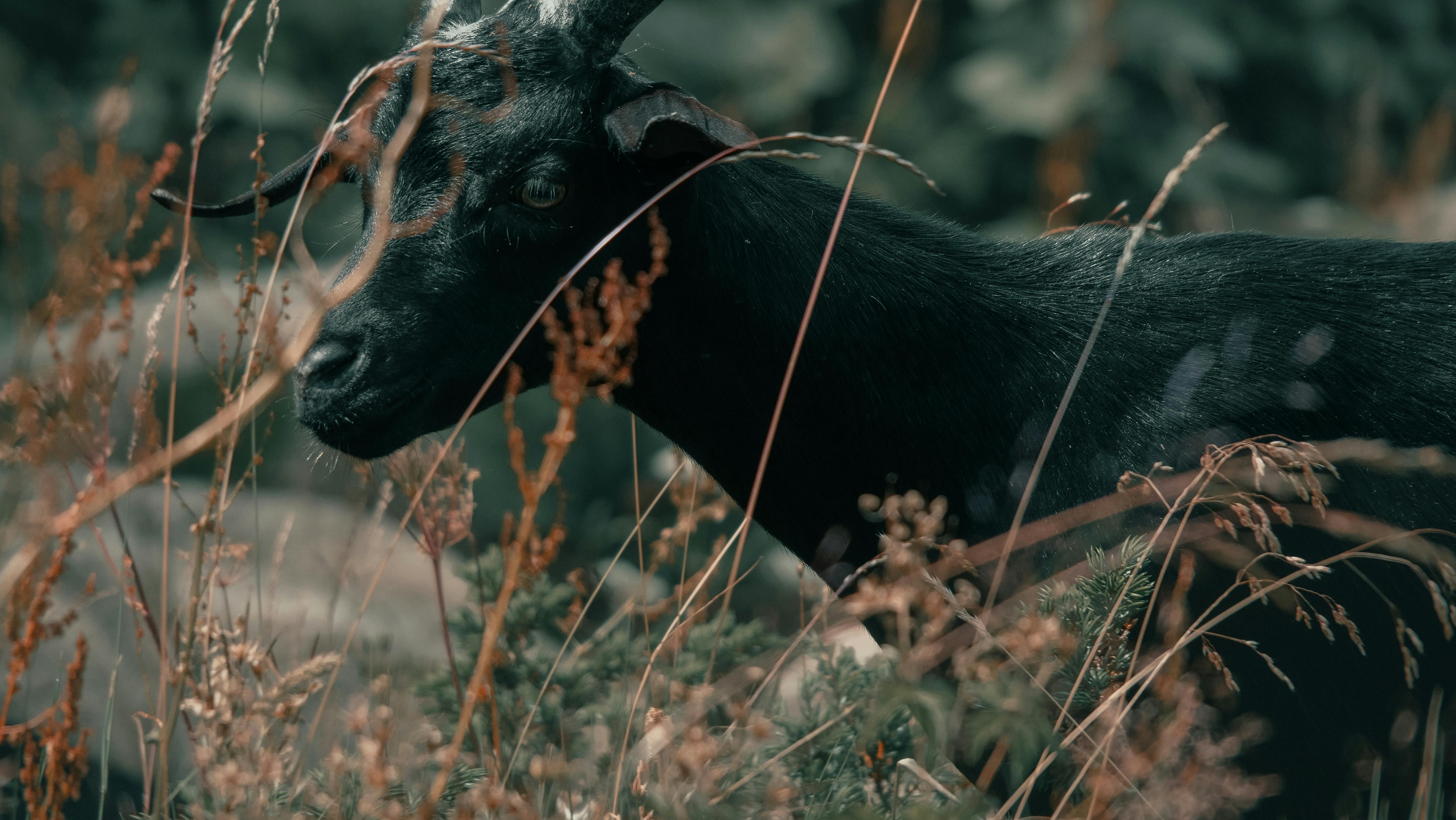 Goat Weed Photos, Download The BEST Free Goat Weed Stock Photos & HD Images