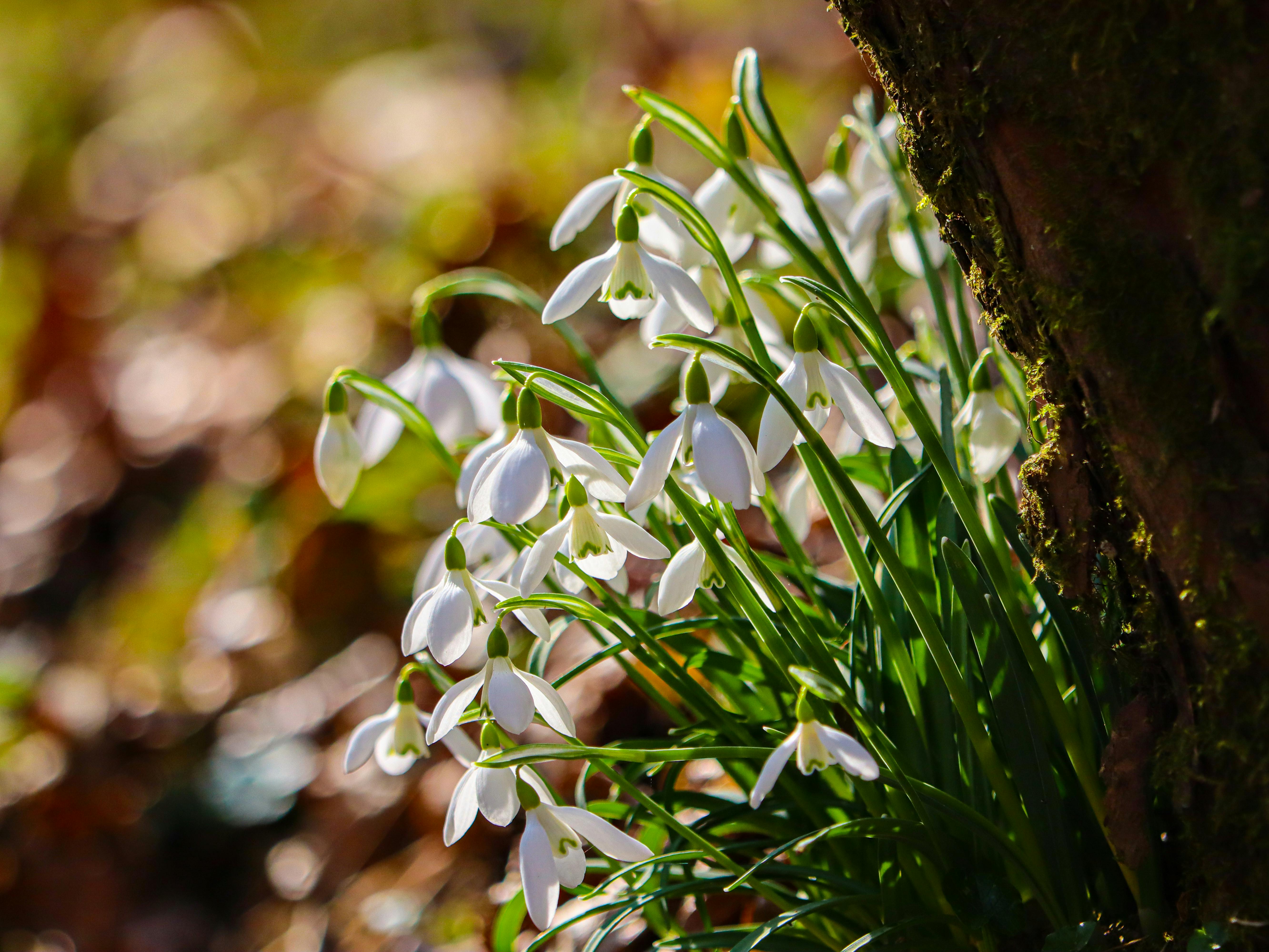 Close Up of Snowdrop Flowers · Free Stock Photo