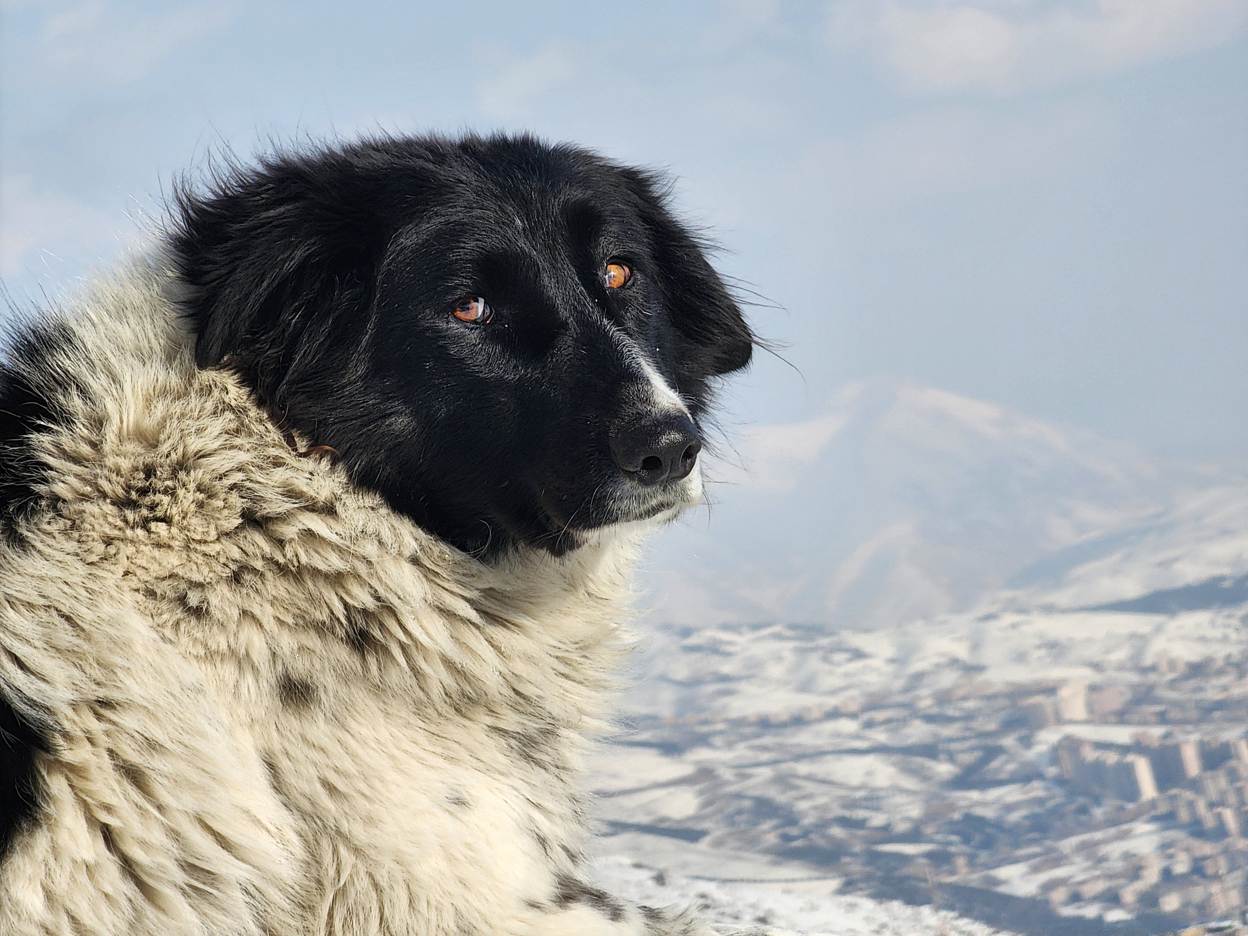 Portrait of Dog on Winter Landscape · Free Stock Photo