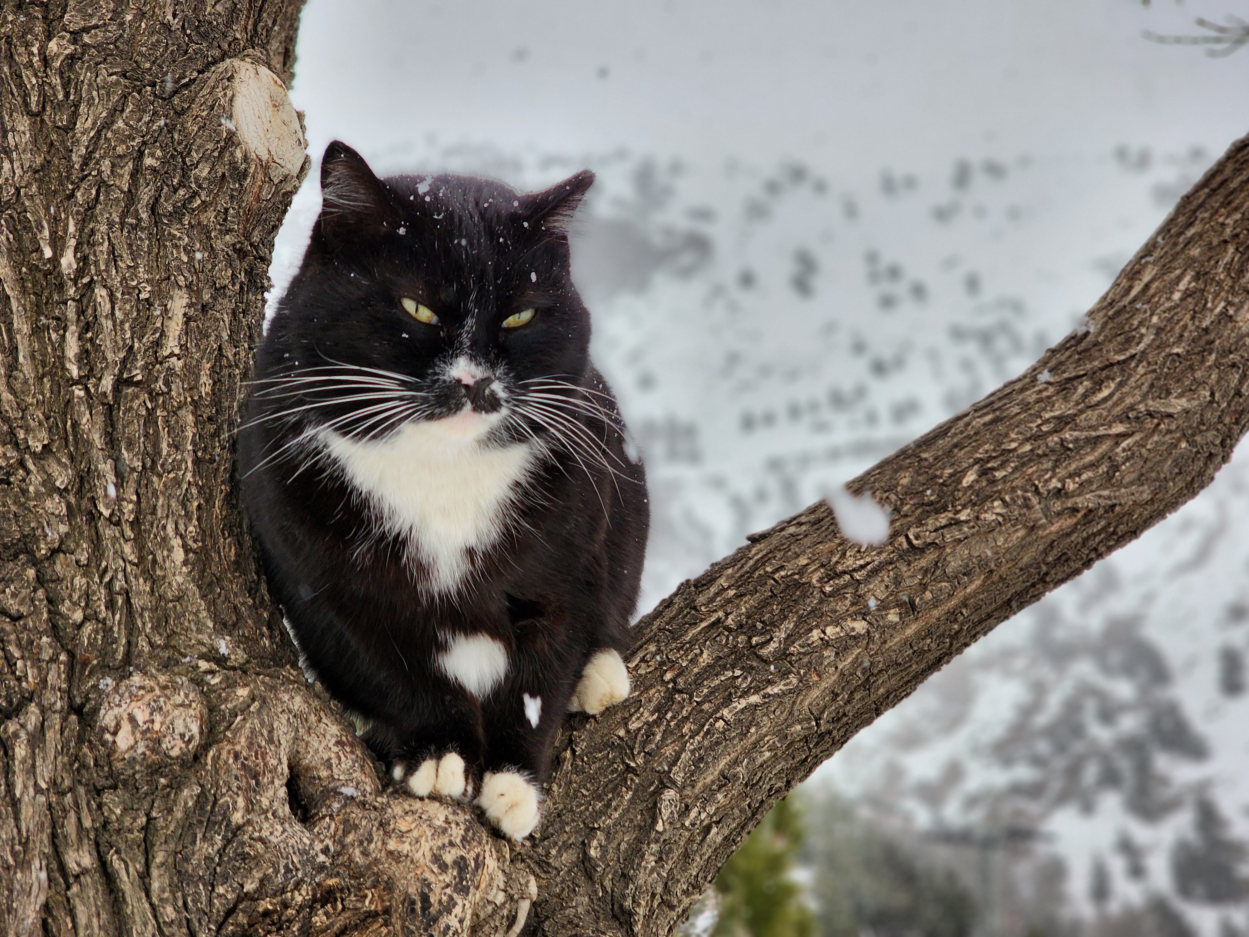 Pets Shivering Or Overheating Photos, Download The BEST Free Pets ...