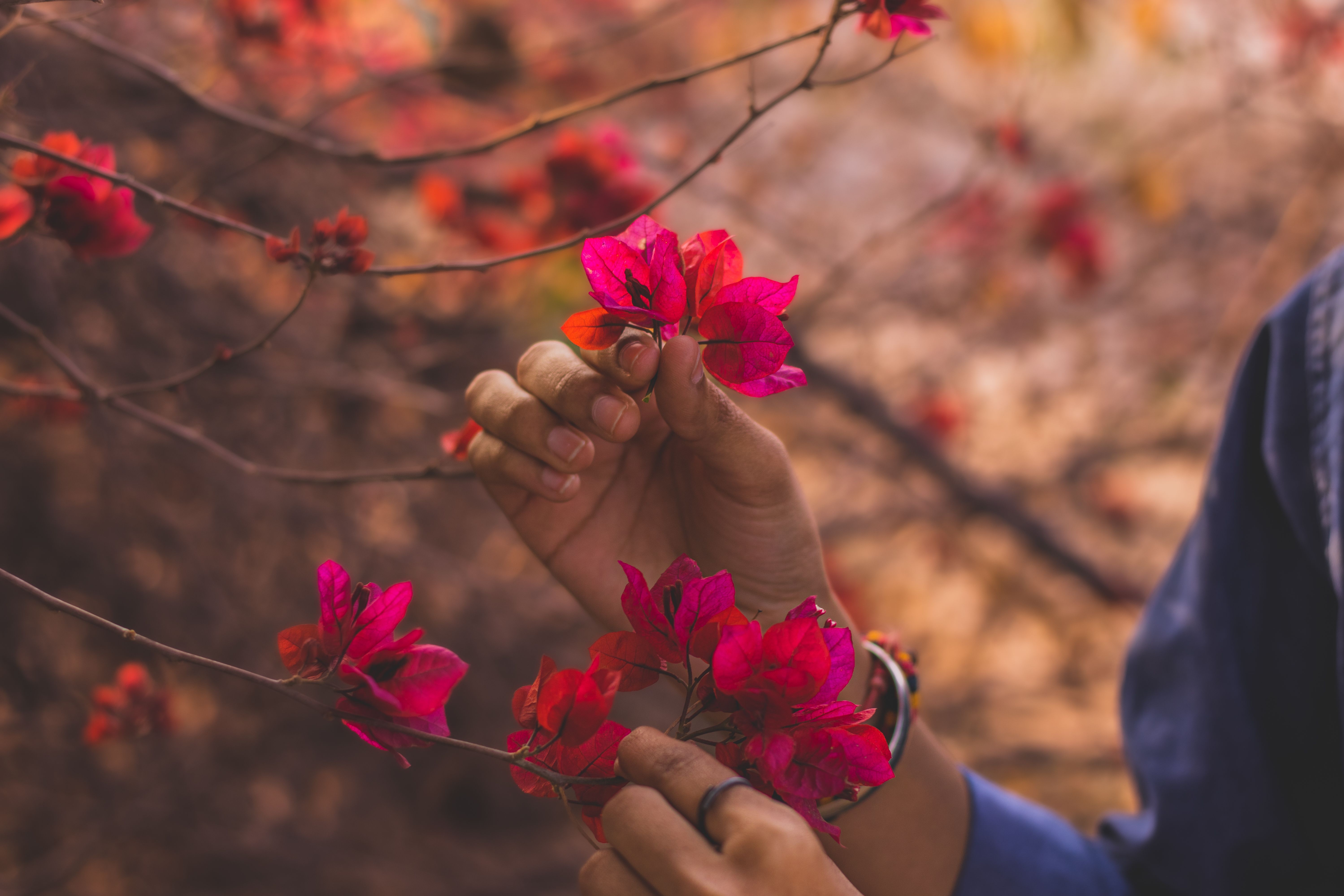 Plucking Flower · Free Stock Photo