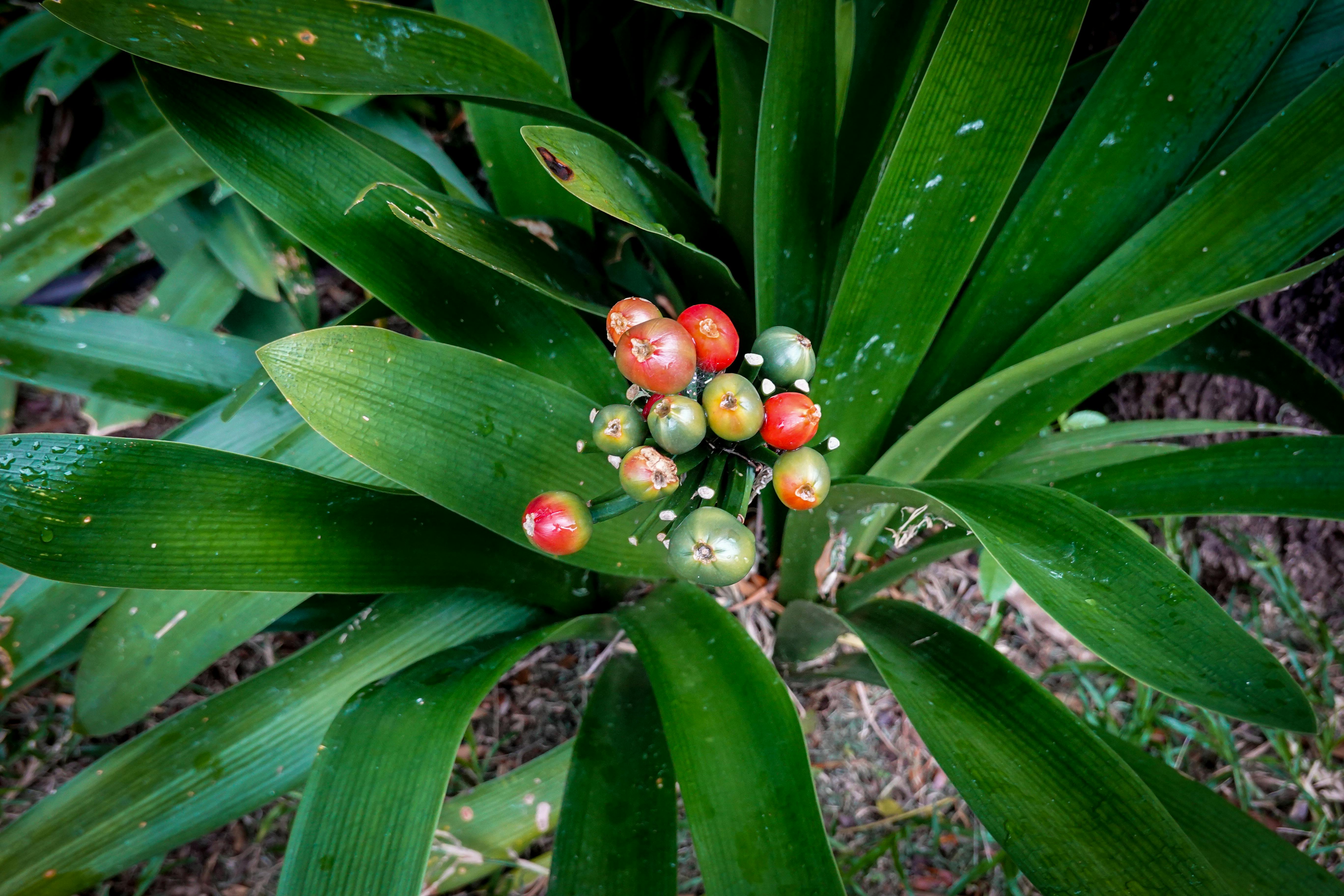 Top View of Buds of a Bush Lily · Free Stock Photo
