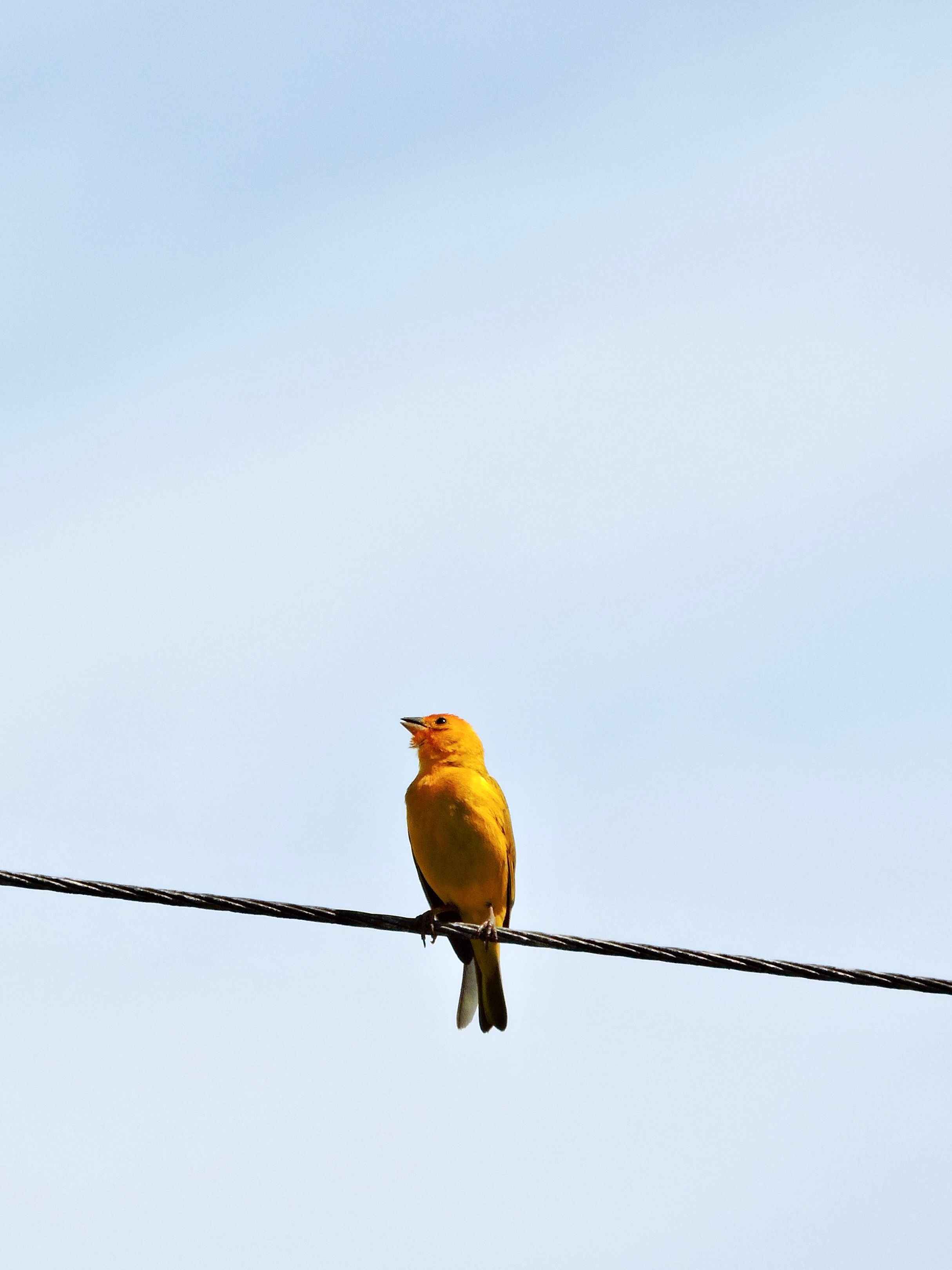 Exotic Yellow Bird Perching on Cable · Free Stock Photo