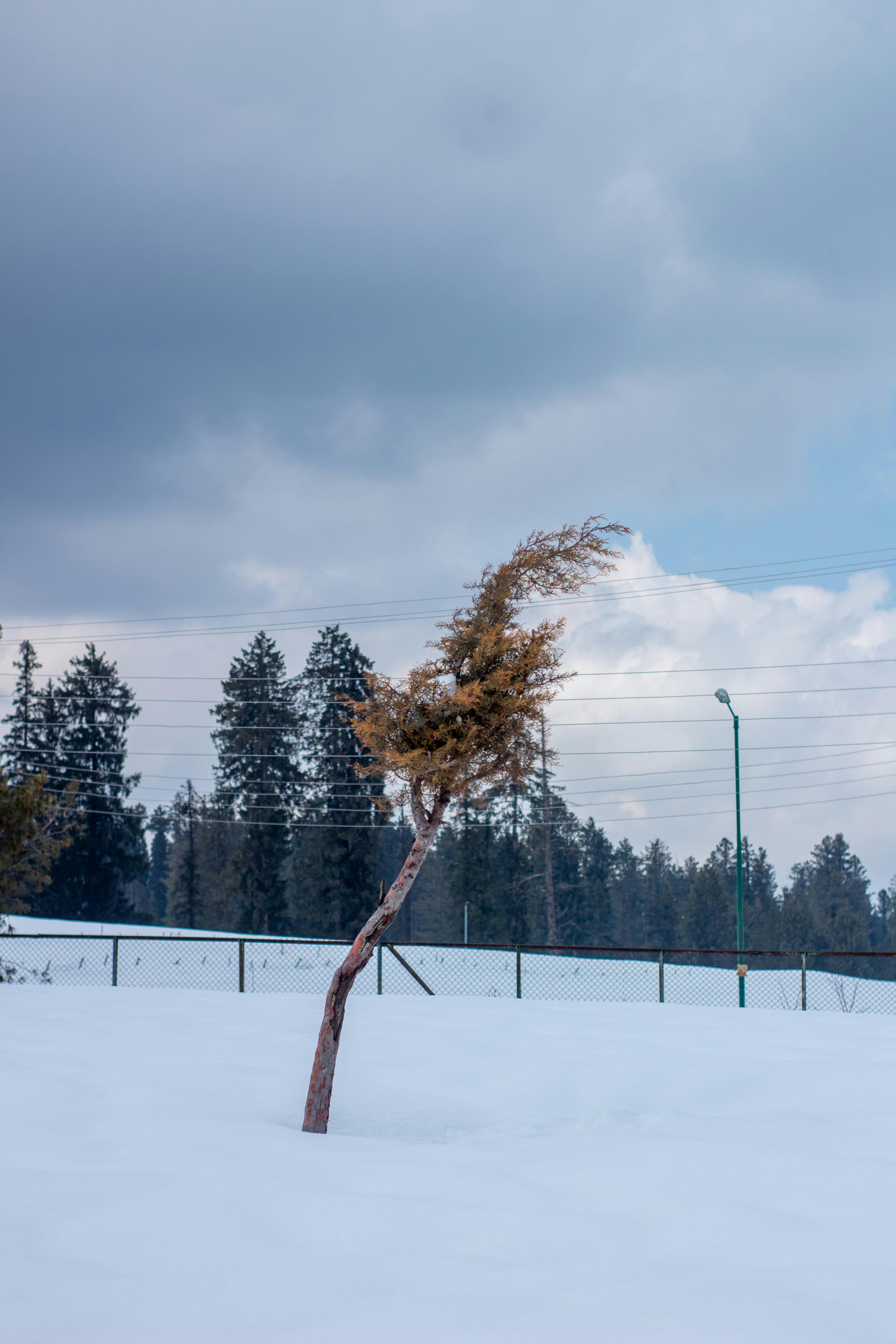 Windswept Trees Photos, Download The BEST Free Windswept Trees Stock ...