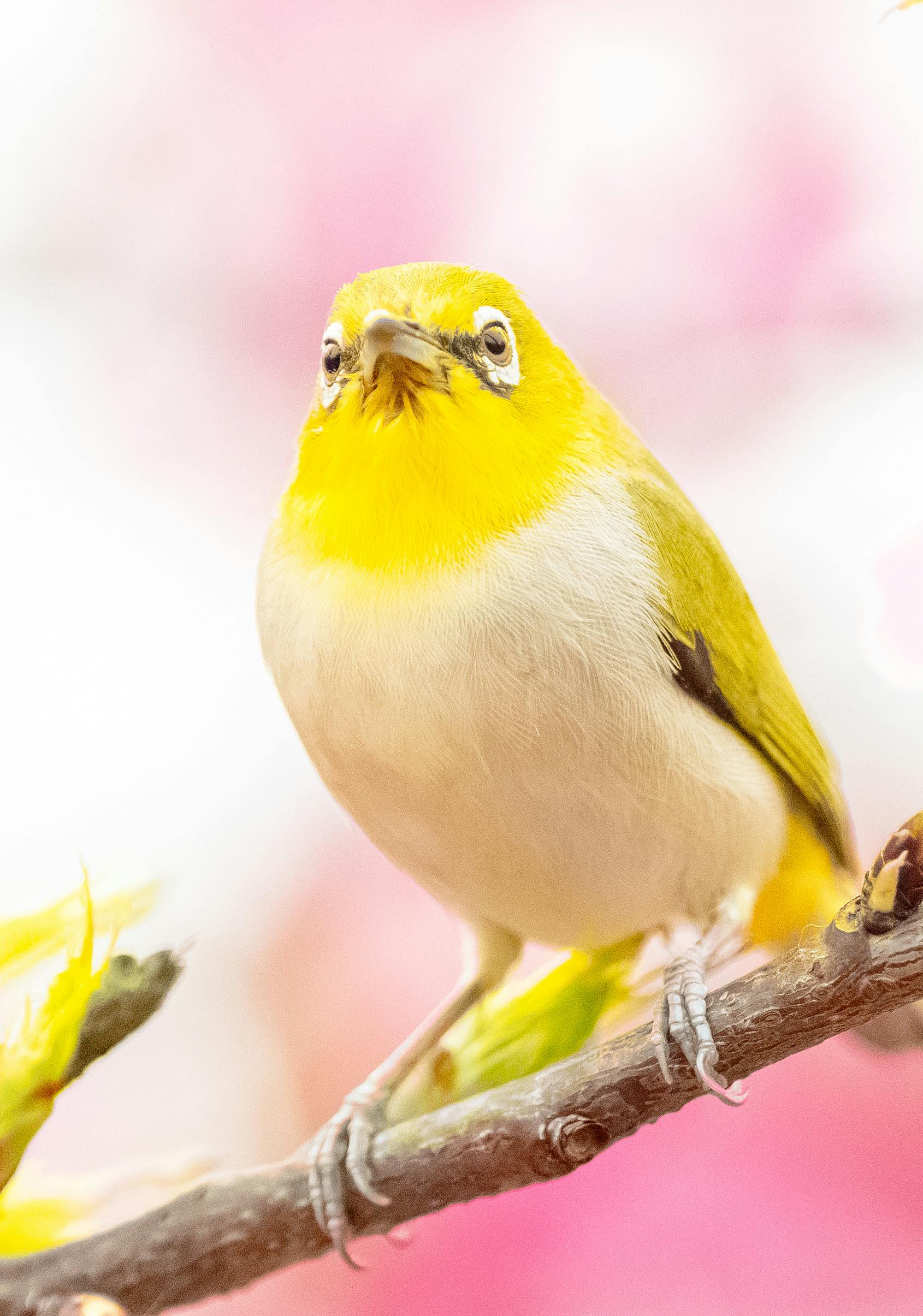 Close-up of a Warbling White-eye · Free Stock Photo